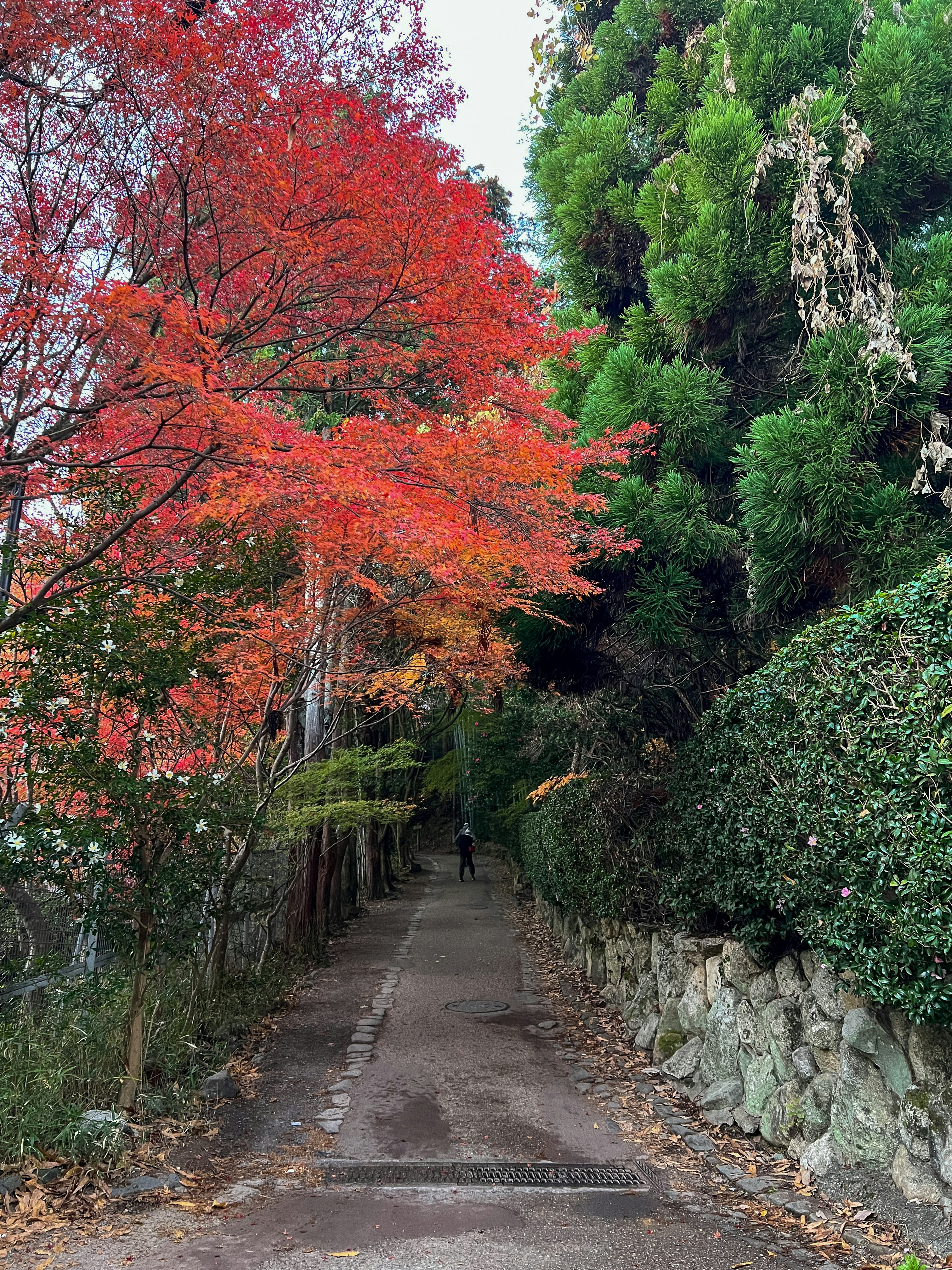 Crimson Canopy Over a Leaf-Strewn Path
