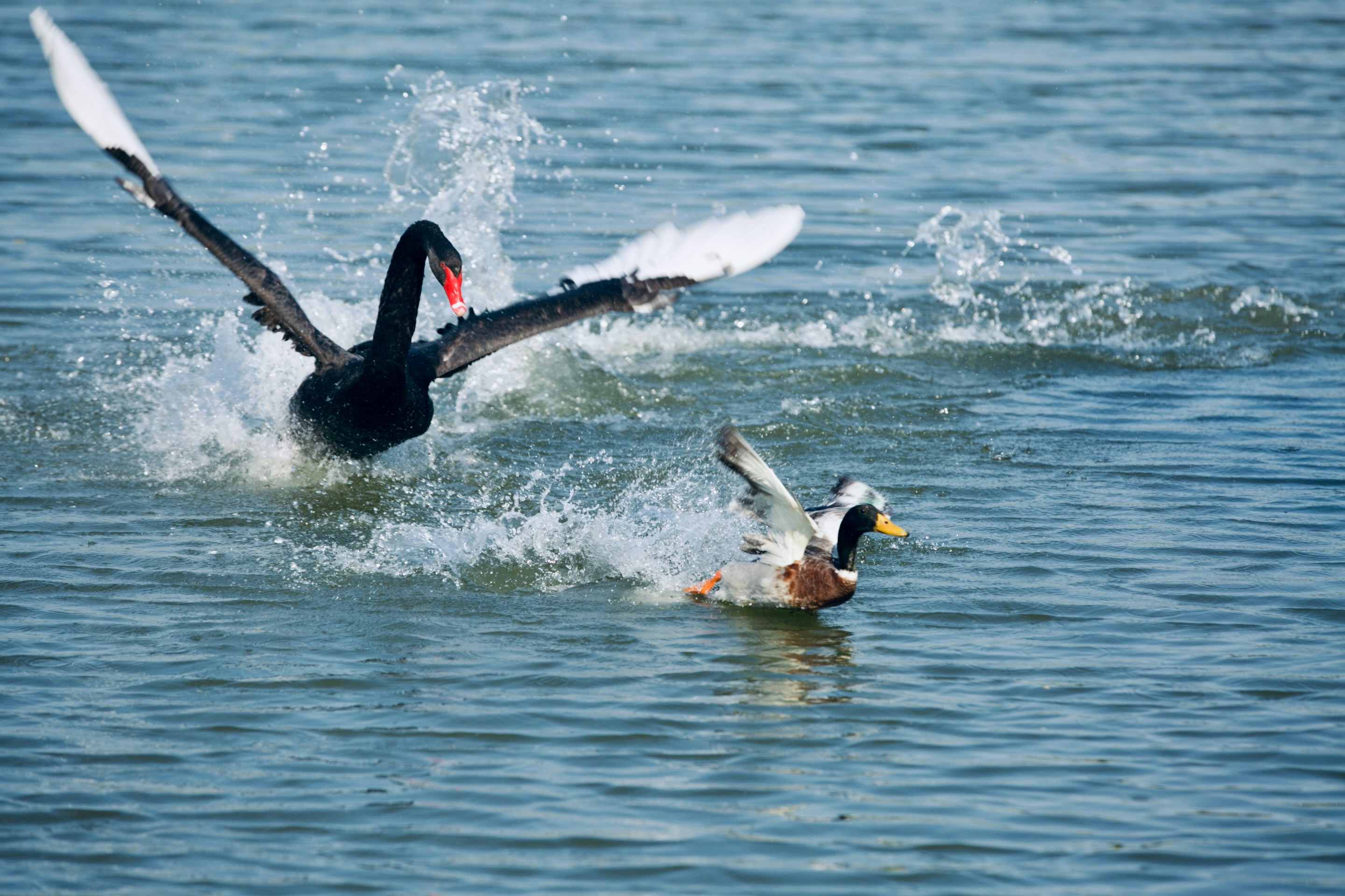 Wing Clash on Crystal Blue: Black Swan Rises While White Duck Skims the Surface