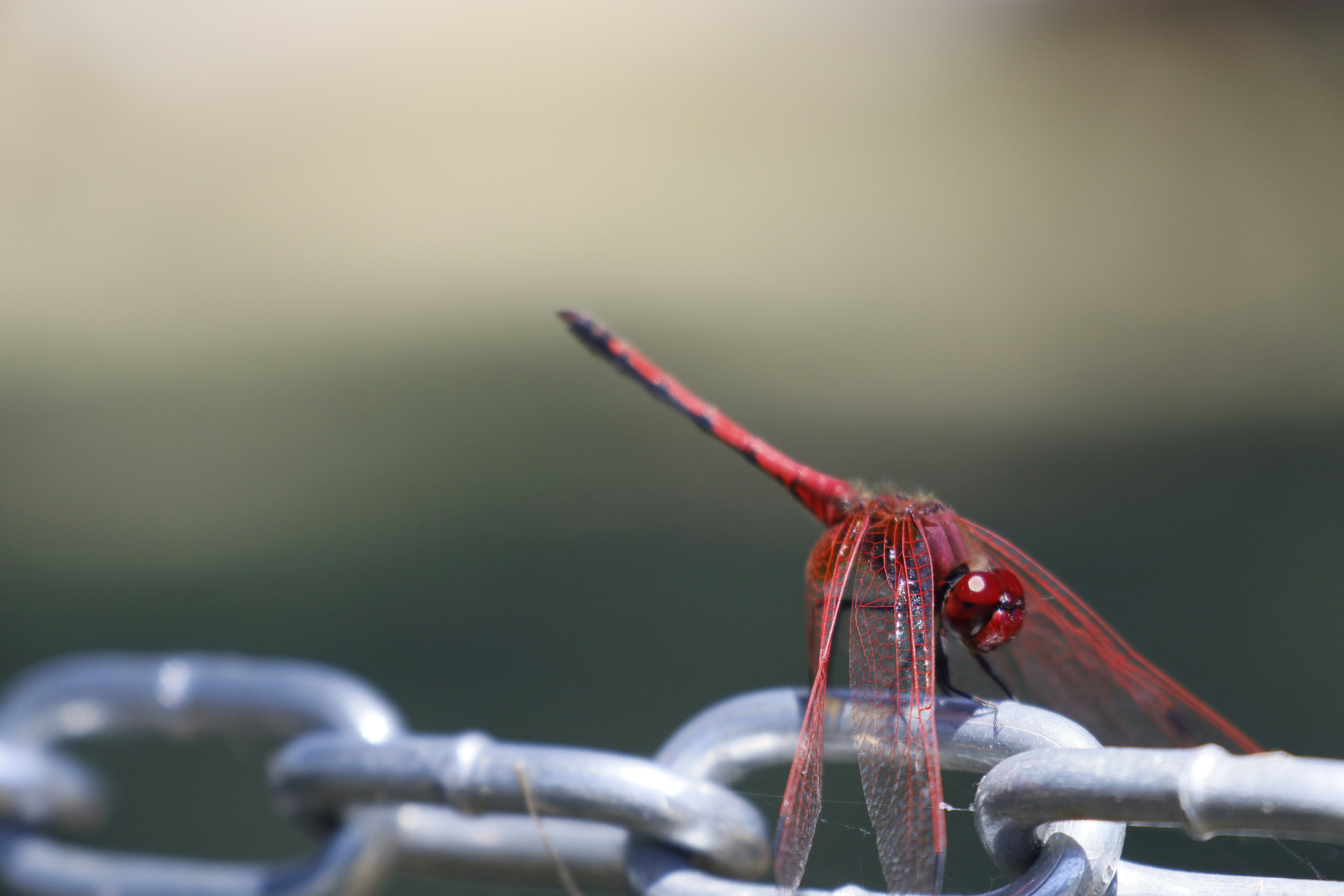 Crimson Dragonfly Perched on a Chain