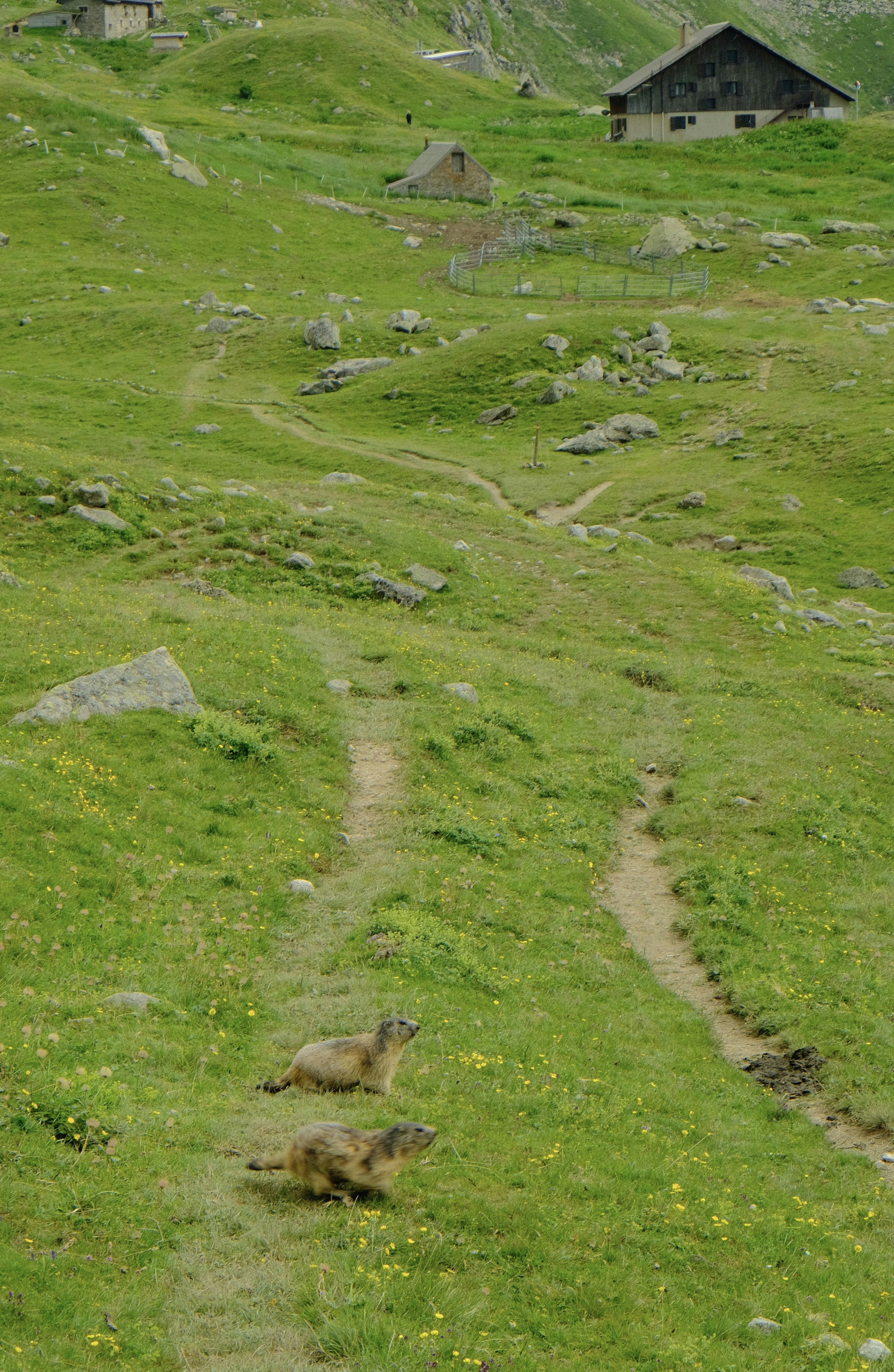 Pasture Path to the Farmstead: Two Marmots on a Hill