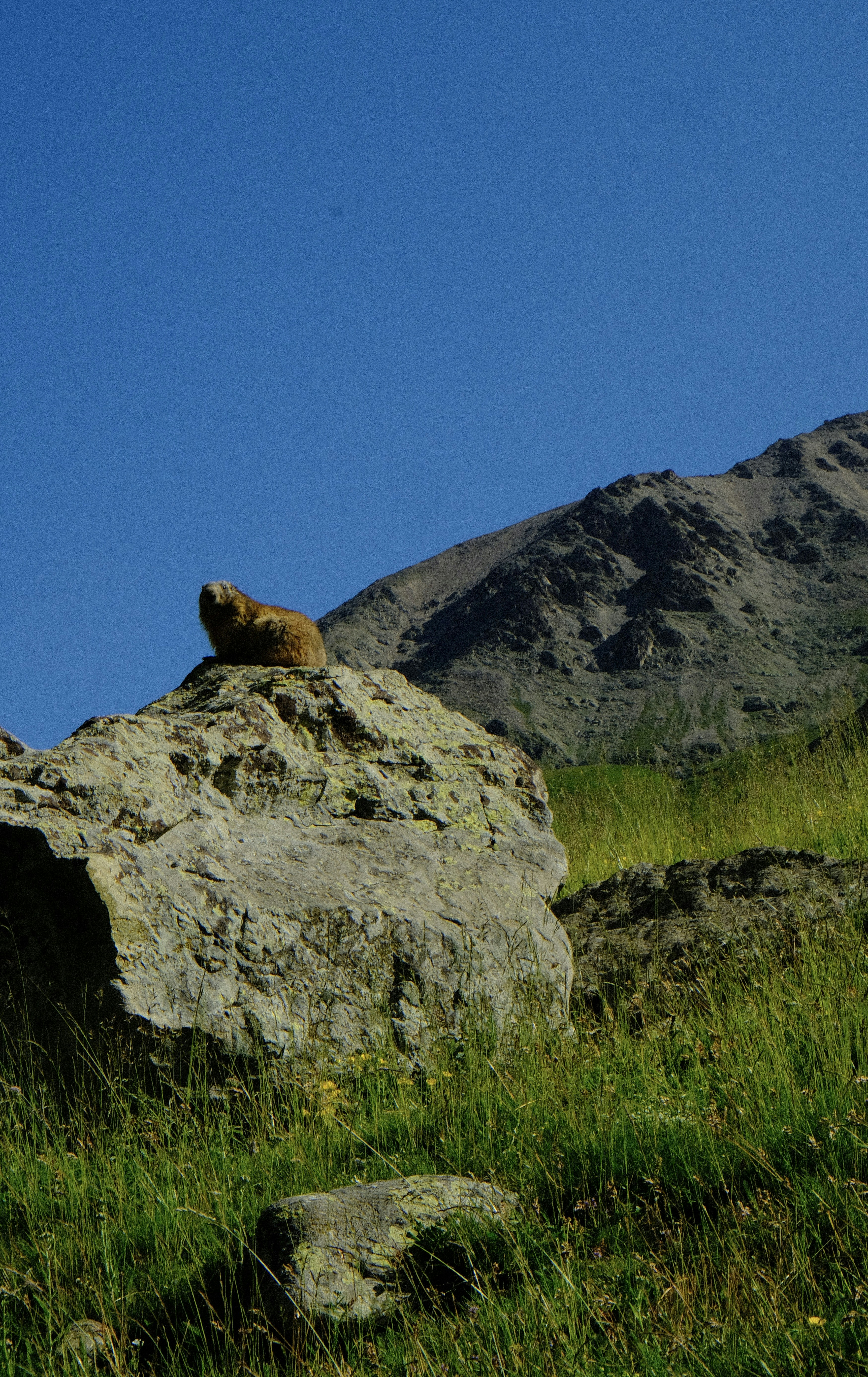 Marmot on Granite: Alpine Rockscape in Clear Light