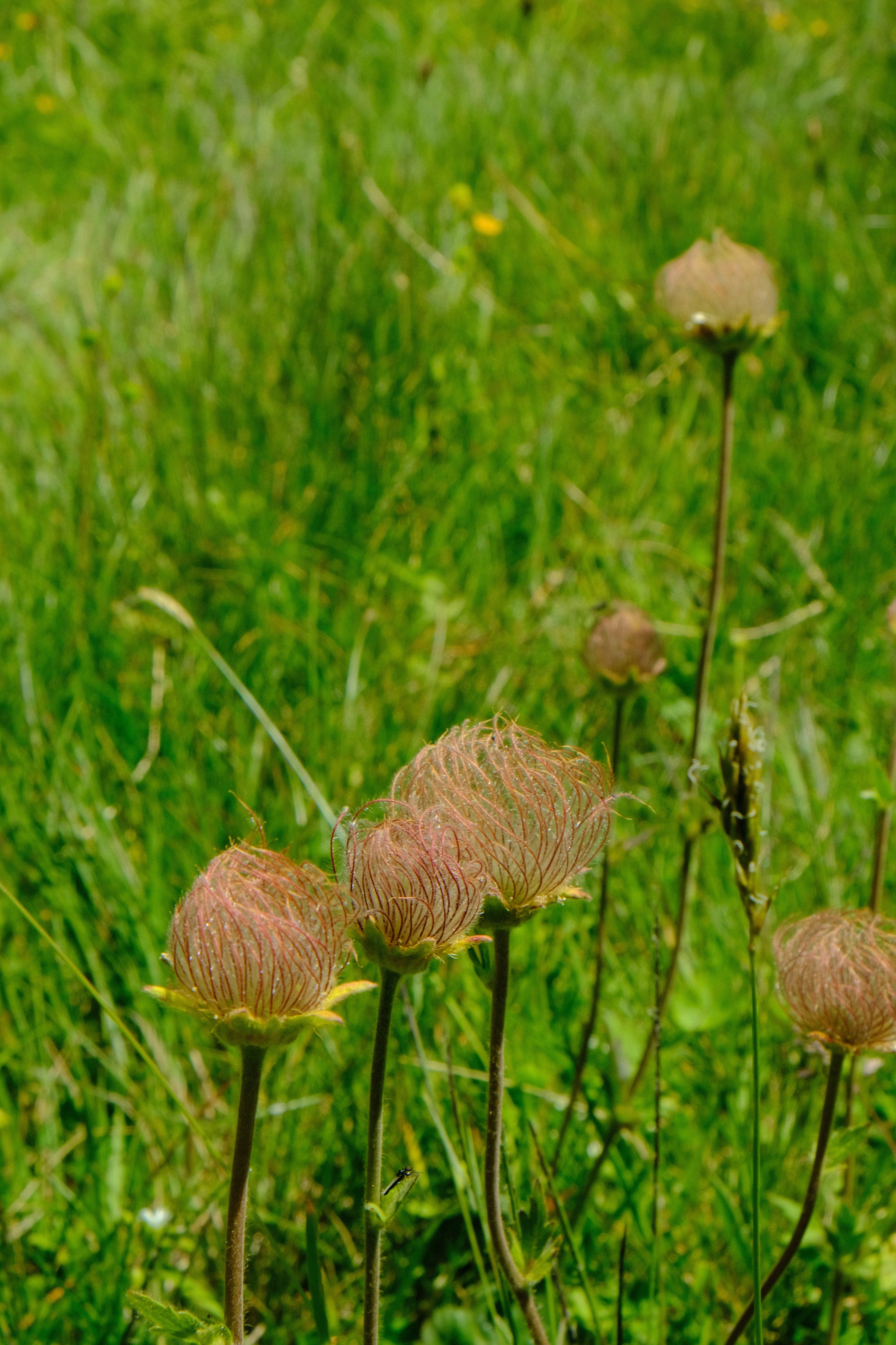 Rosy Seed Capsules Catching Spring Light in a Green Meadow