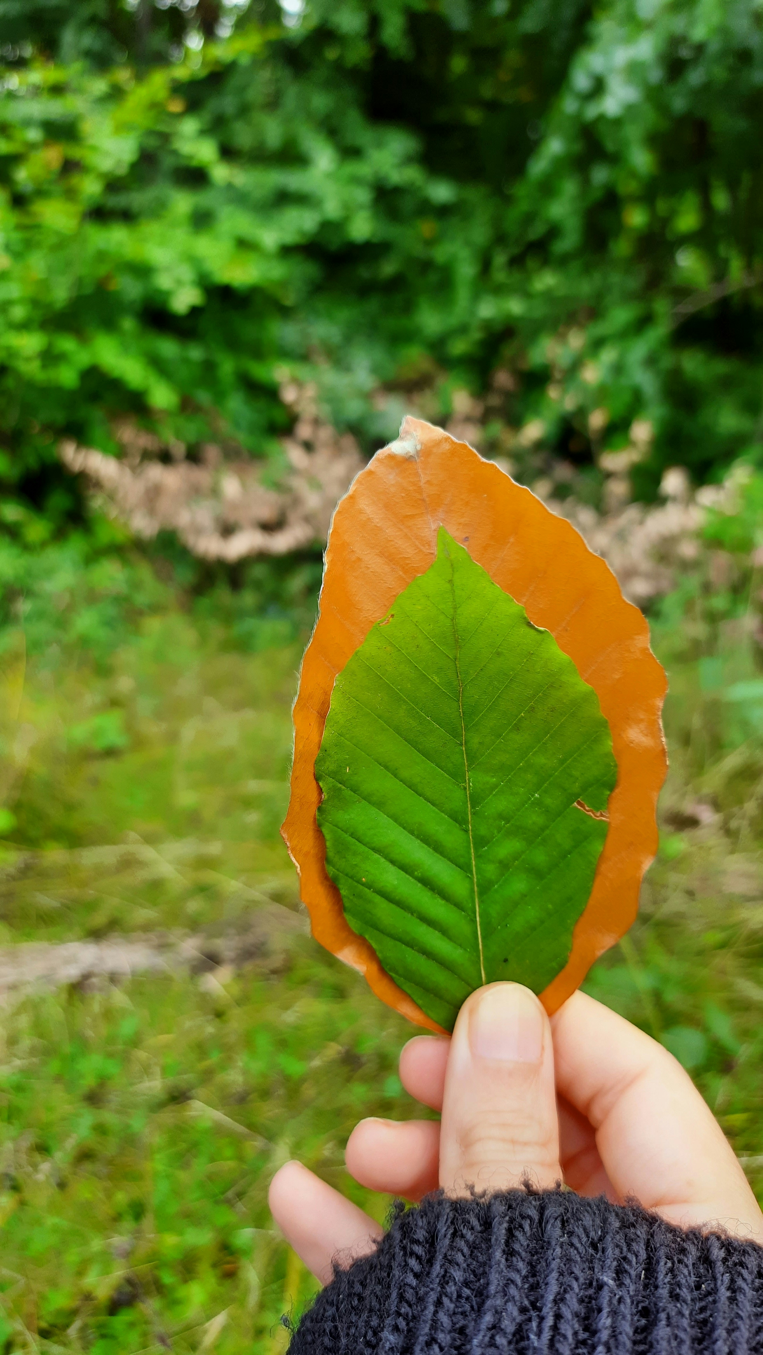 Two-Toned Leaf Portrait in a Quiet Forest Glow