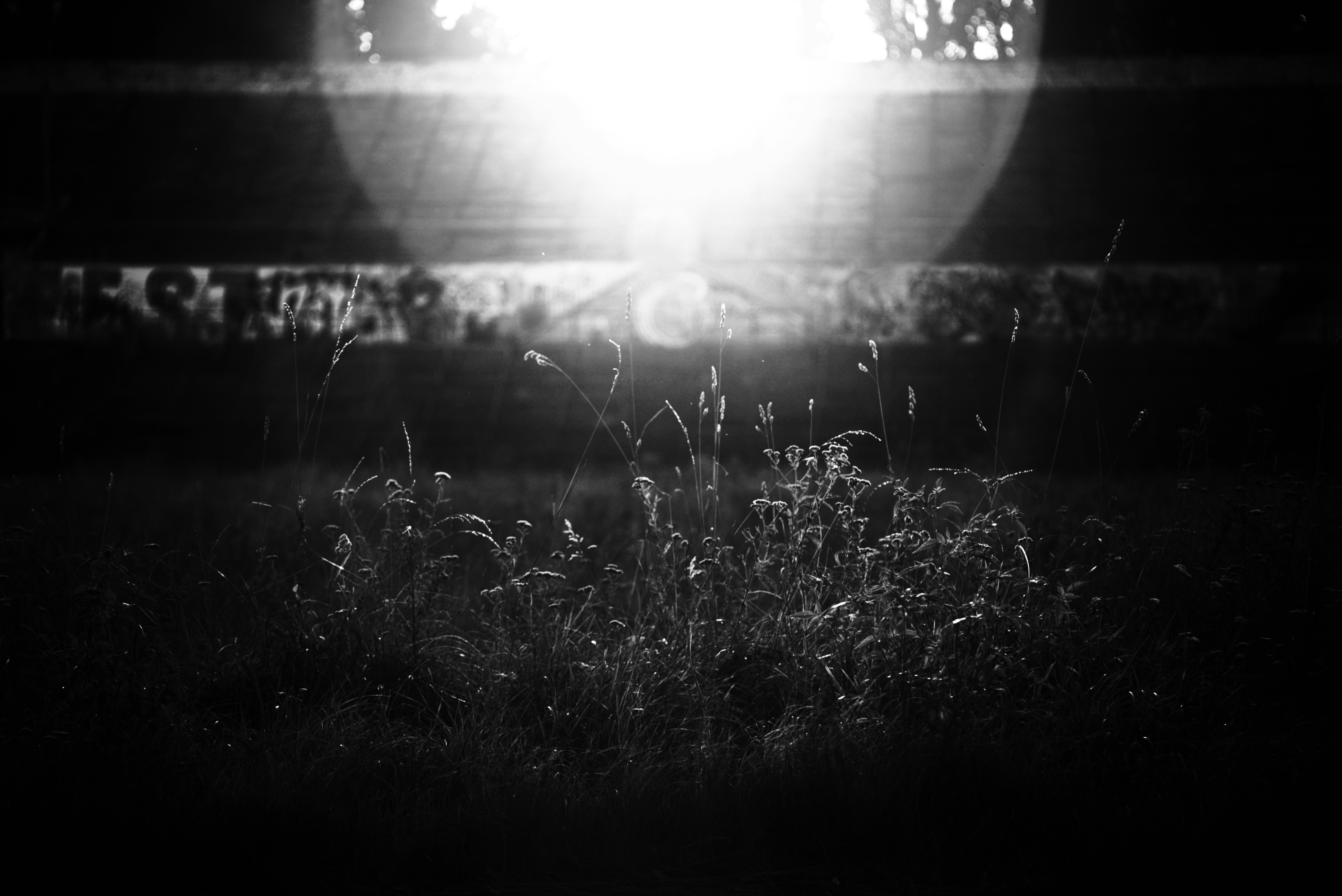 Sun Halo Over Quiet Grass: A Noir Field