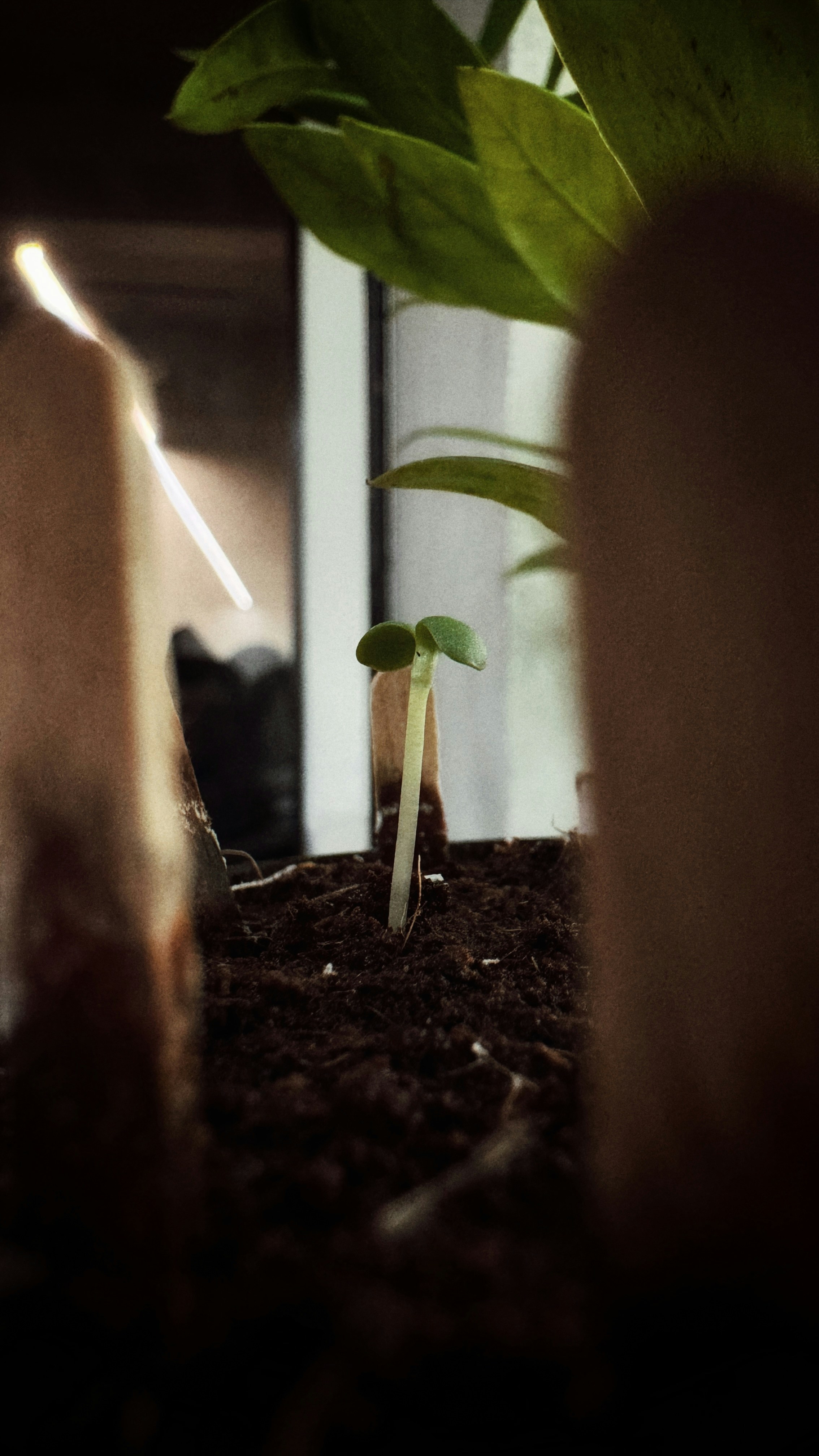 Emergence at the Window: A Tiny Seedling Reaches Toward Light
