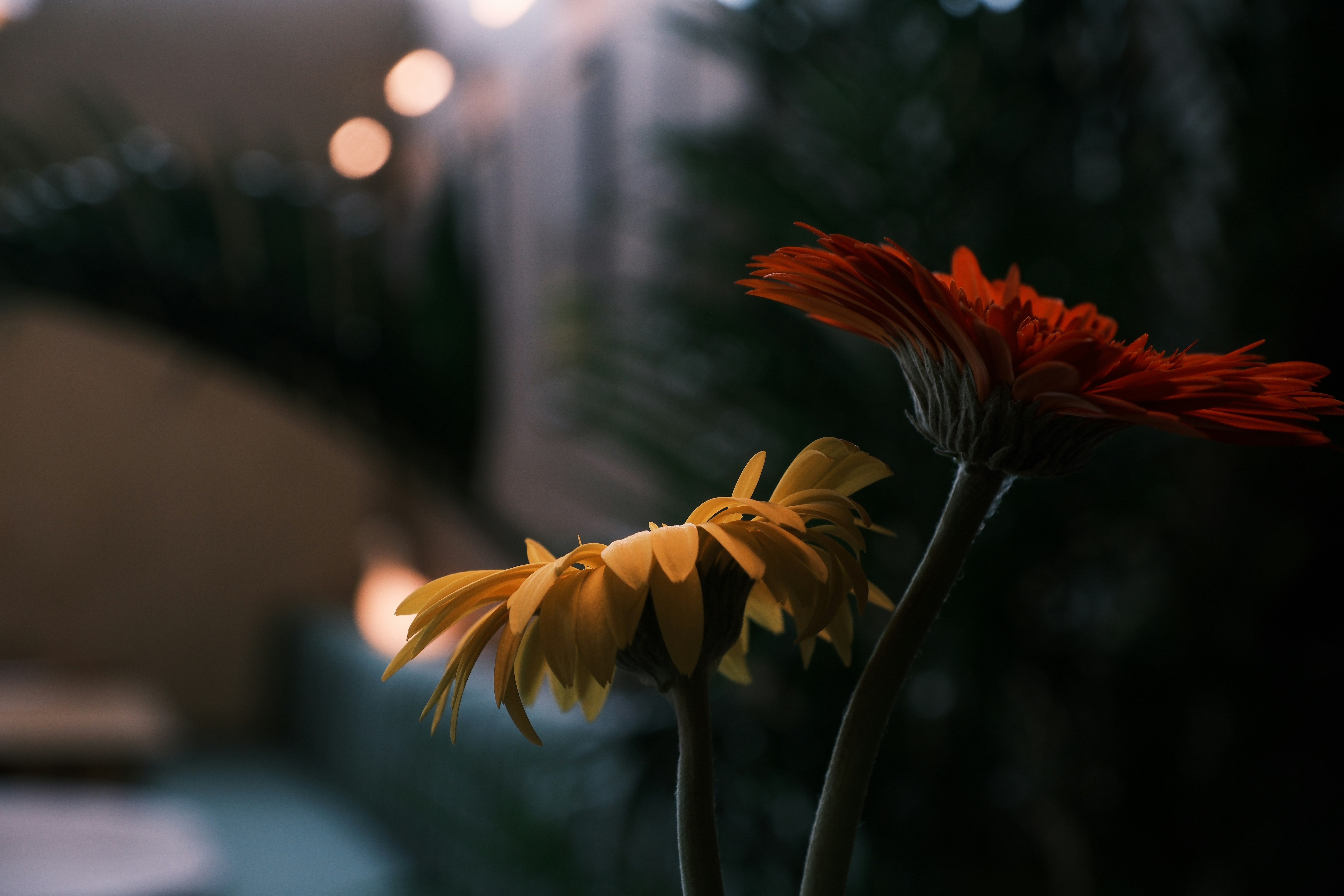 Low-Light Bloom: Orange and Yellow Gerberas in Velvet Night