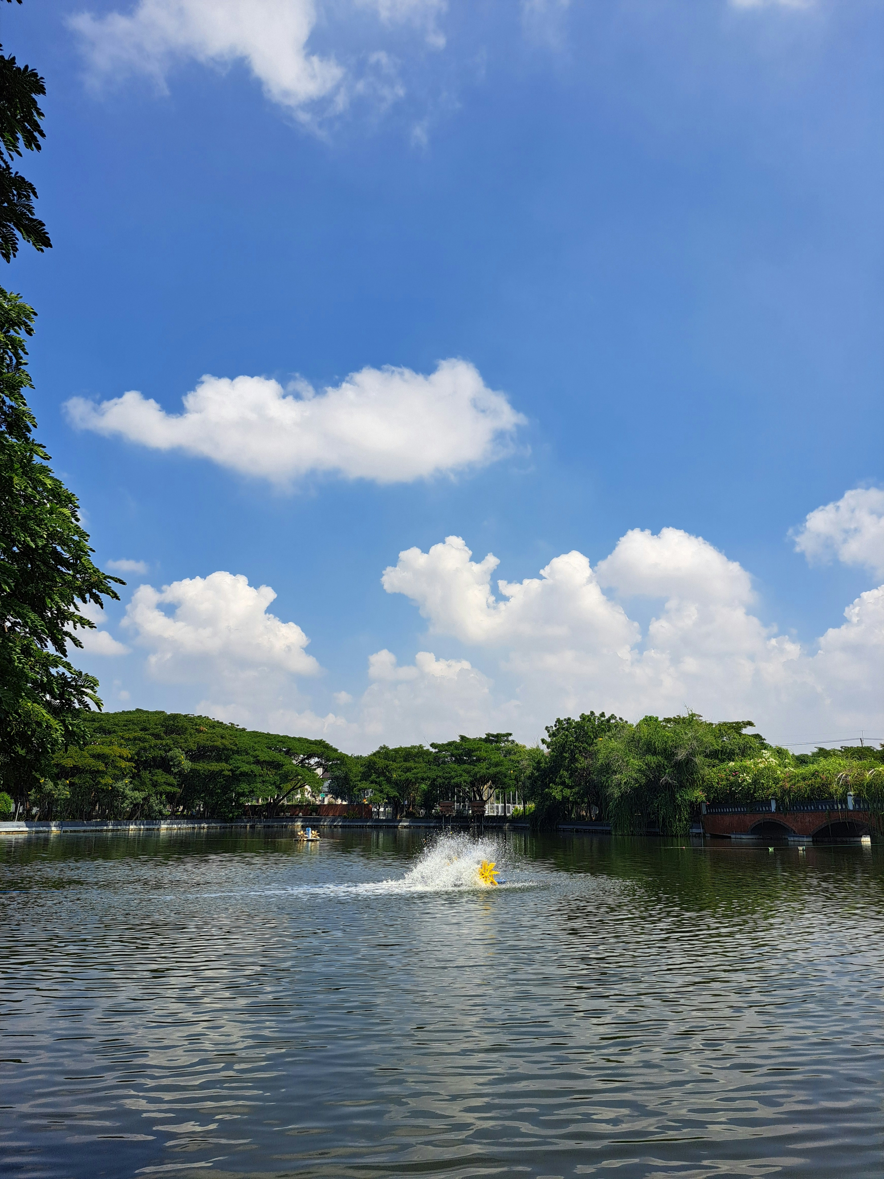 Ripples of Joy in a Serene Oasis