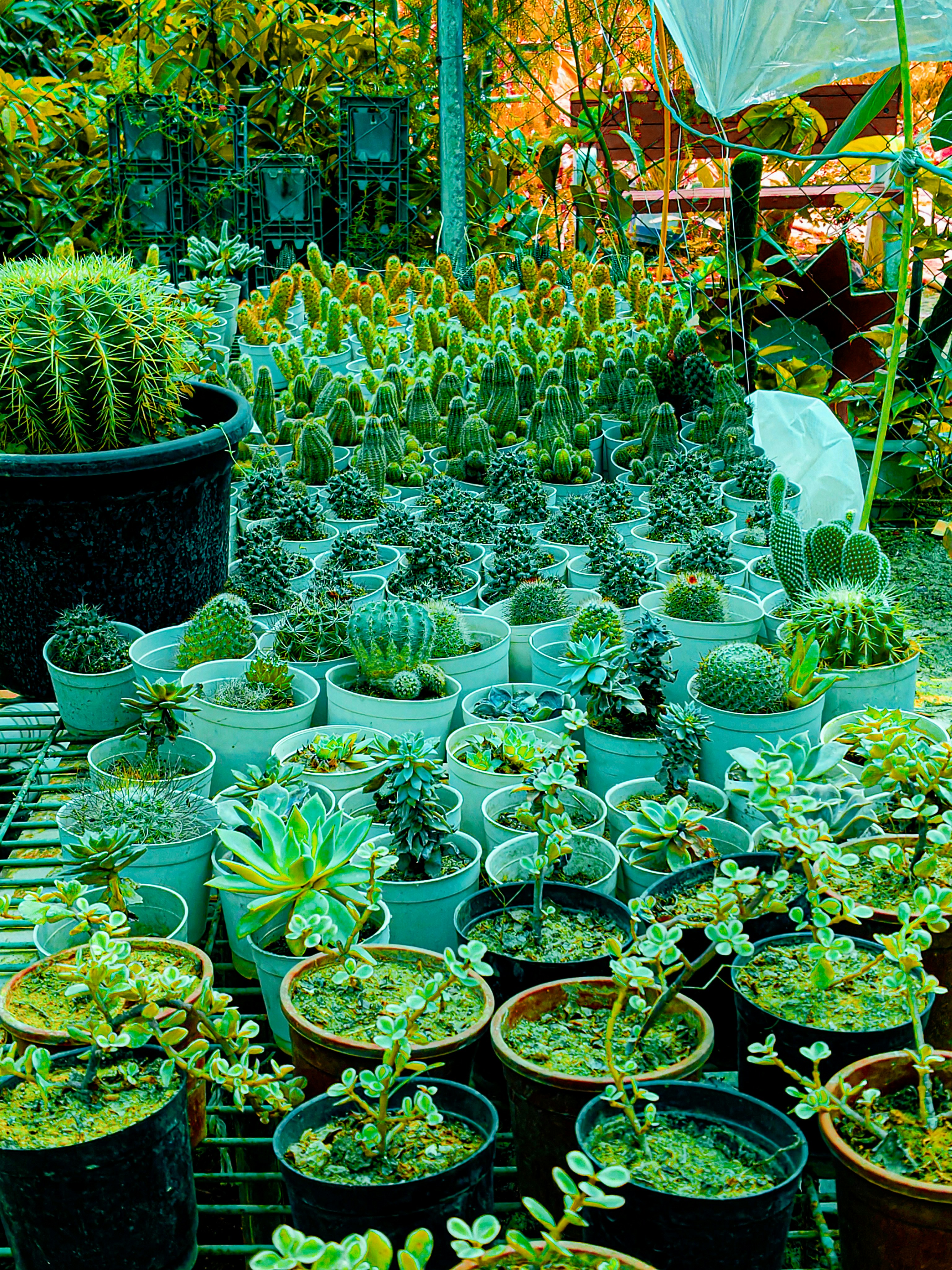 Sample photo from OnePlus Nord CE4