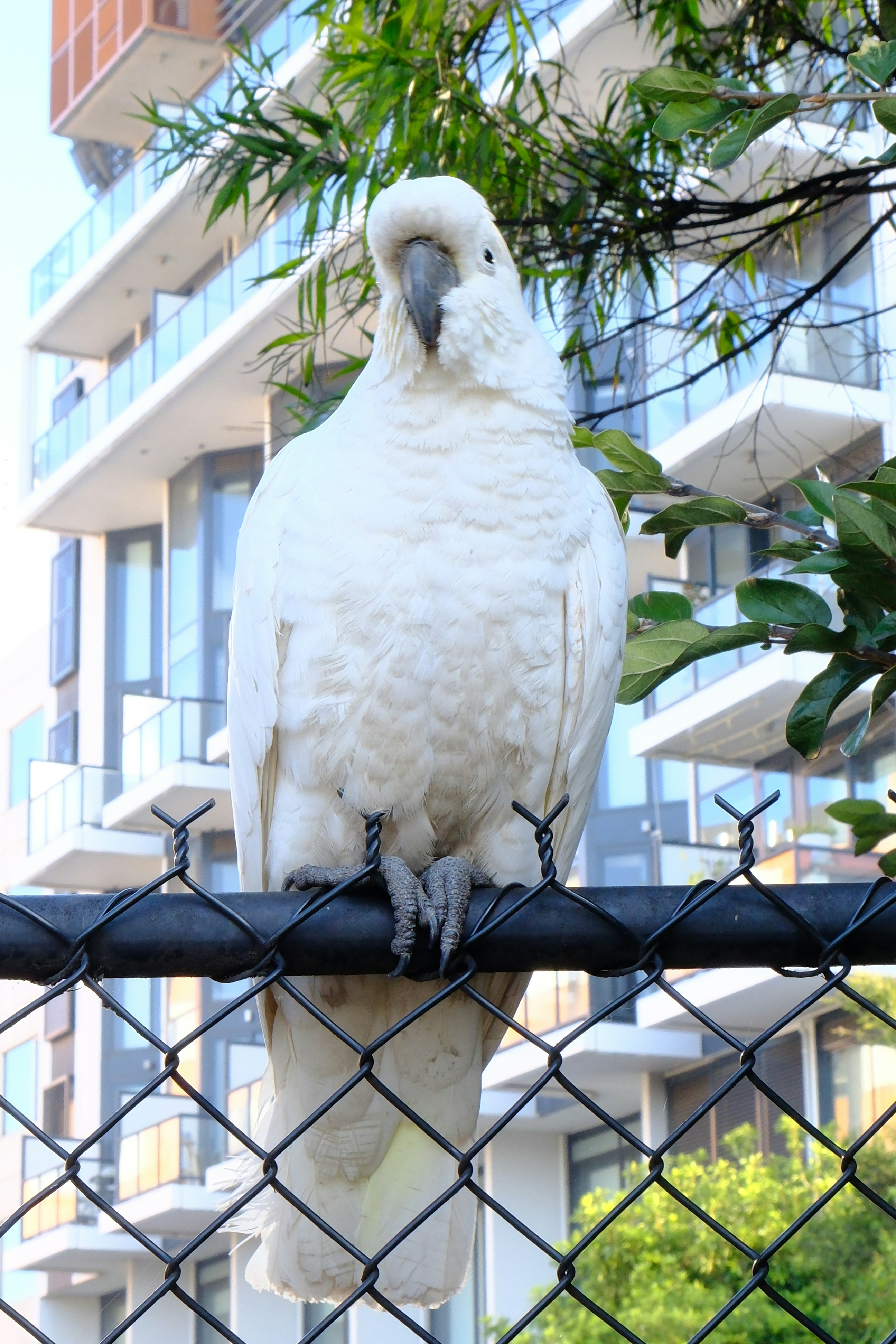 Urban Sentinel: Snowy Cockatoo Perched on a Chain-Link Fence Amid Glass Towers