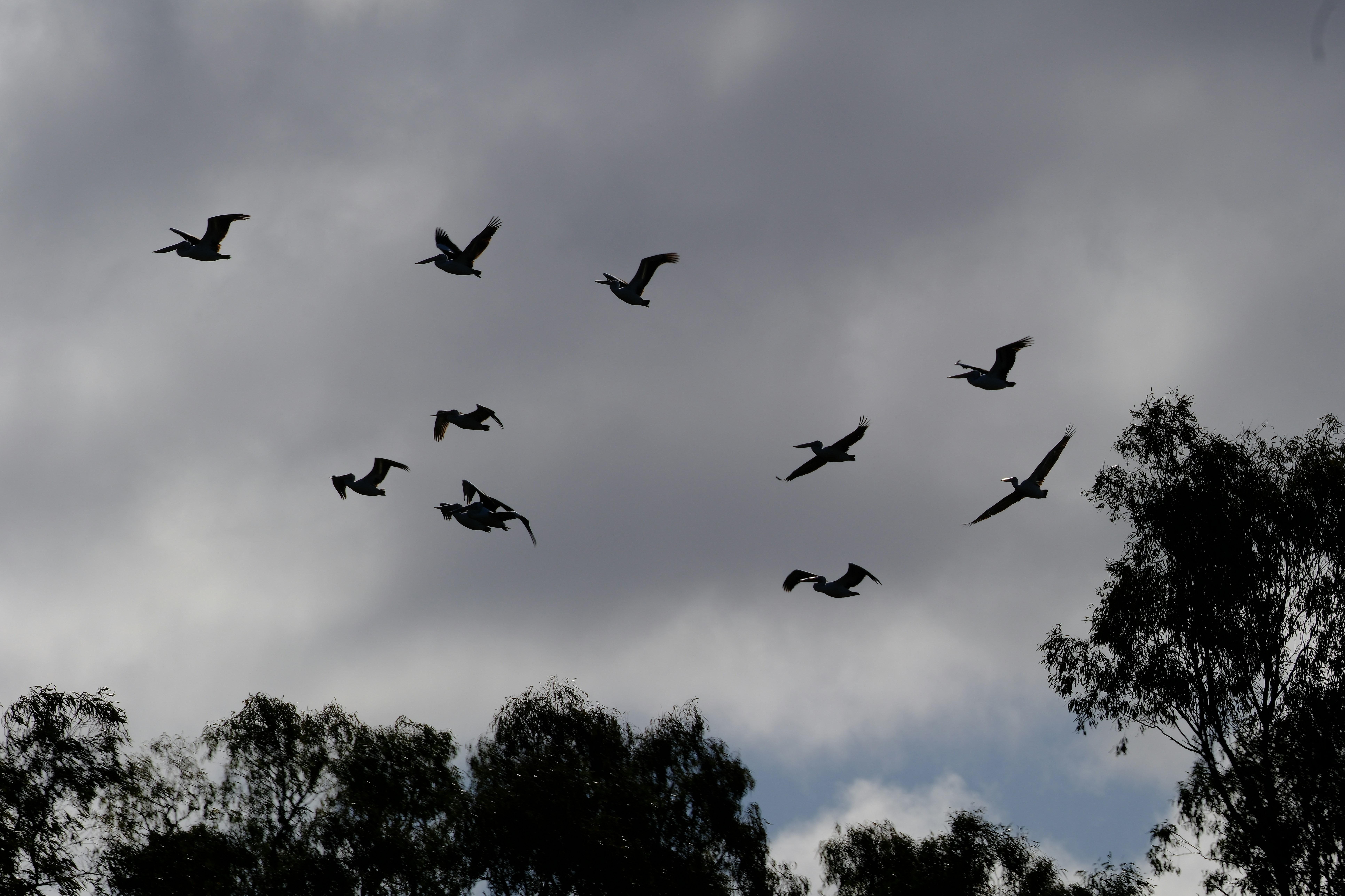 Midflight Chorus over a Moody Sky Above the Treeline