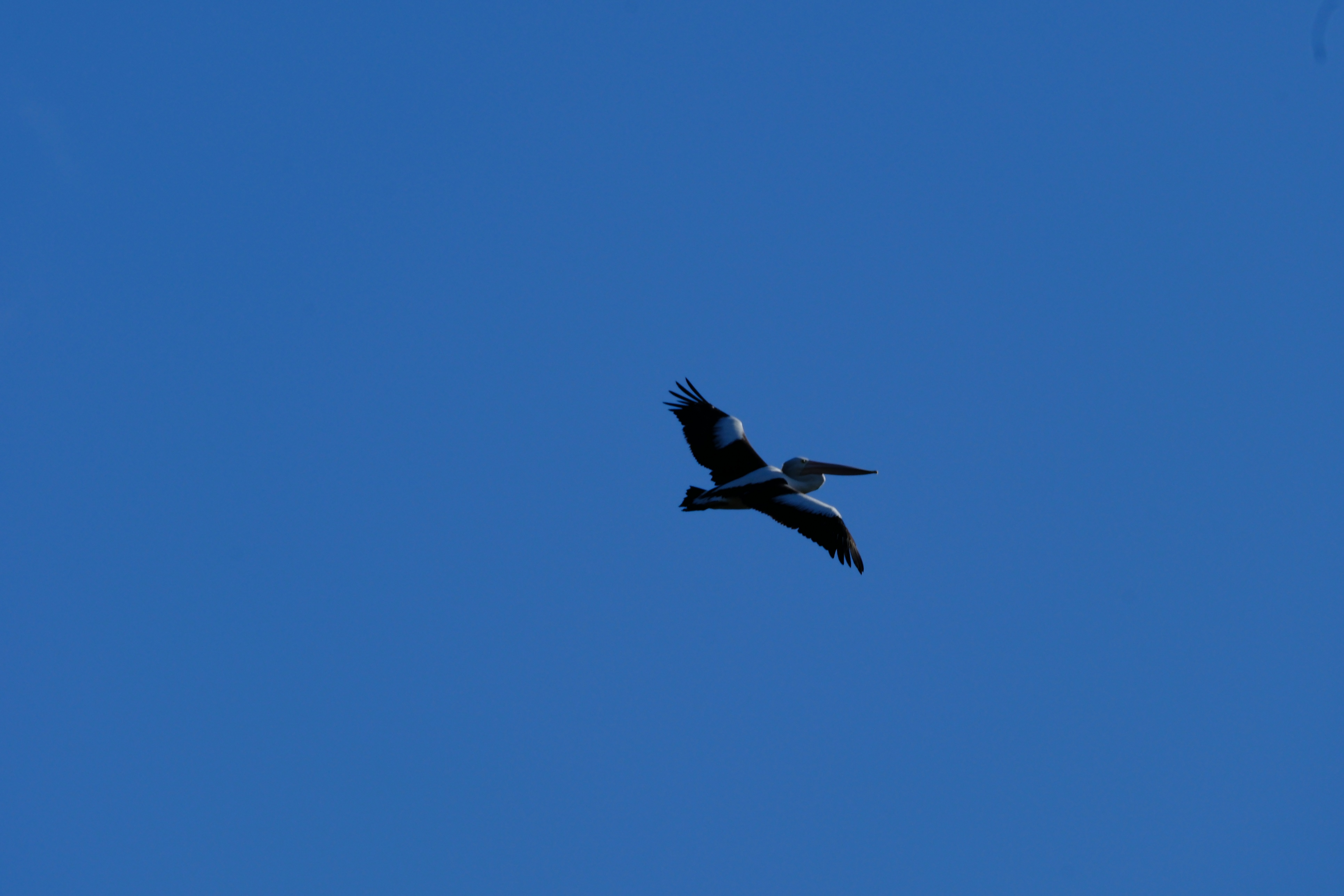 Azure Glide: A Silhouette in a Quiet Blue Expanse