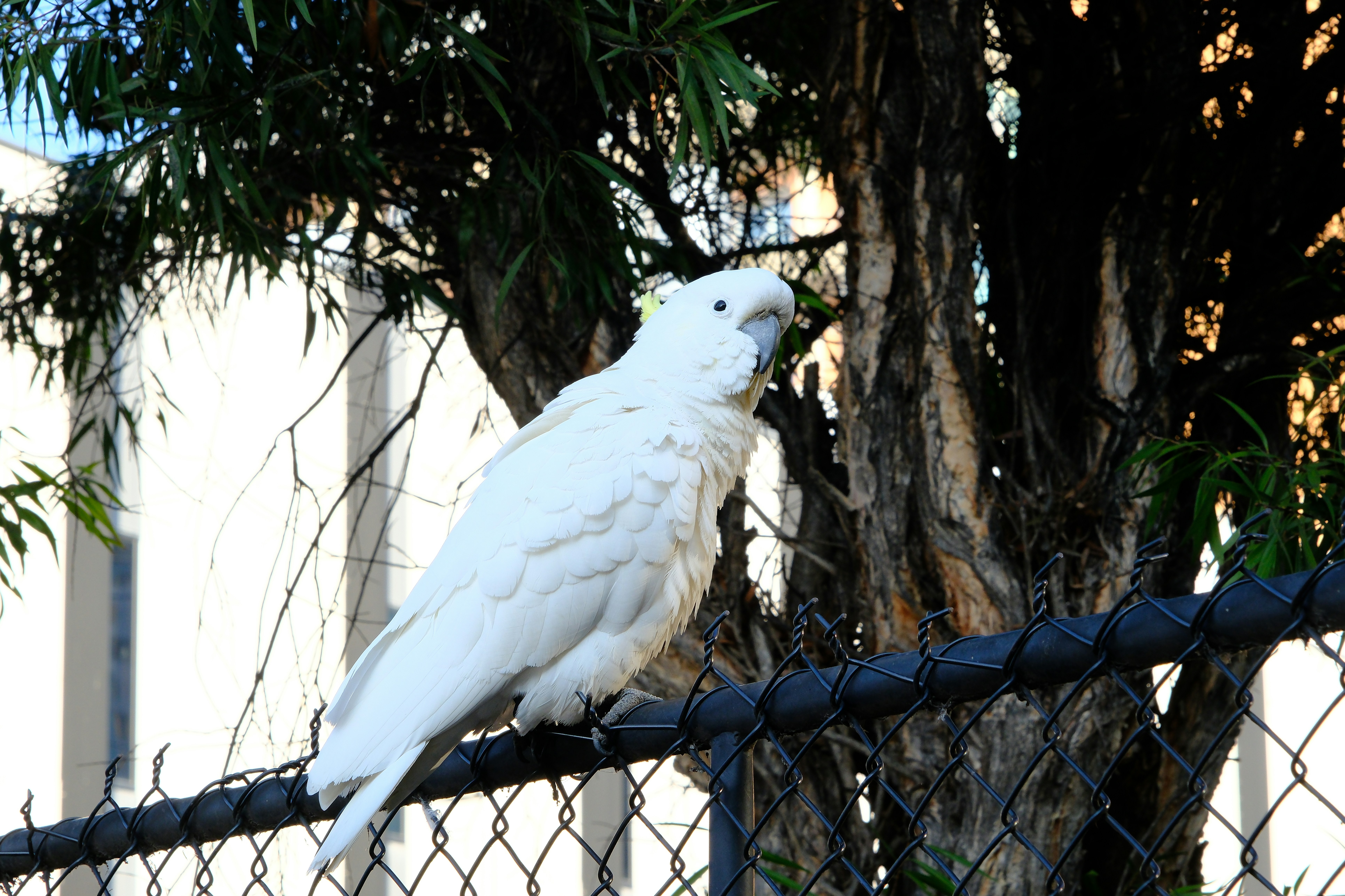 Snowy Cockatoo on a Chain-Link Fence: Portrait in Dappled Light