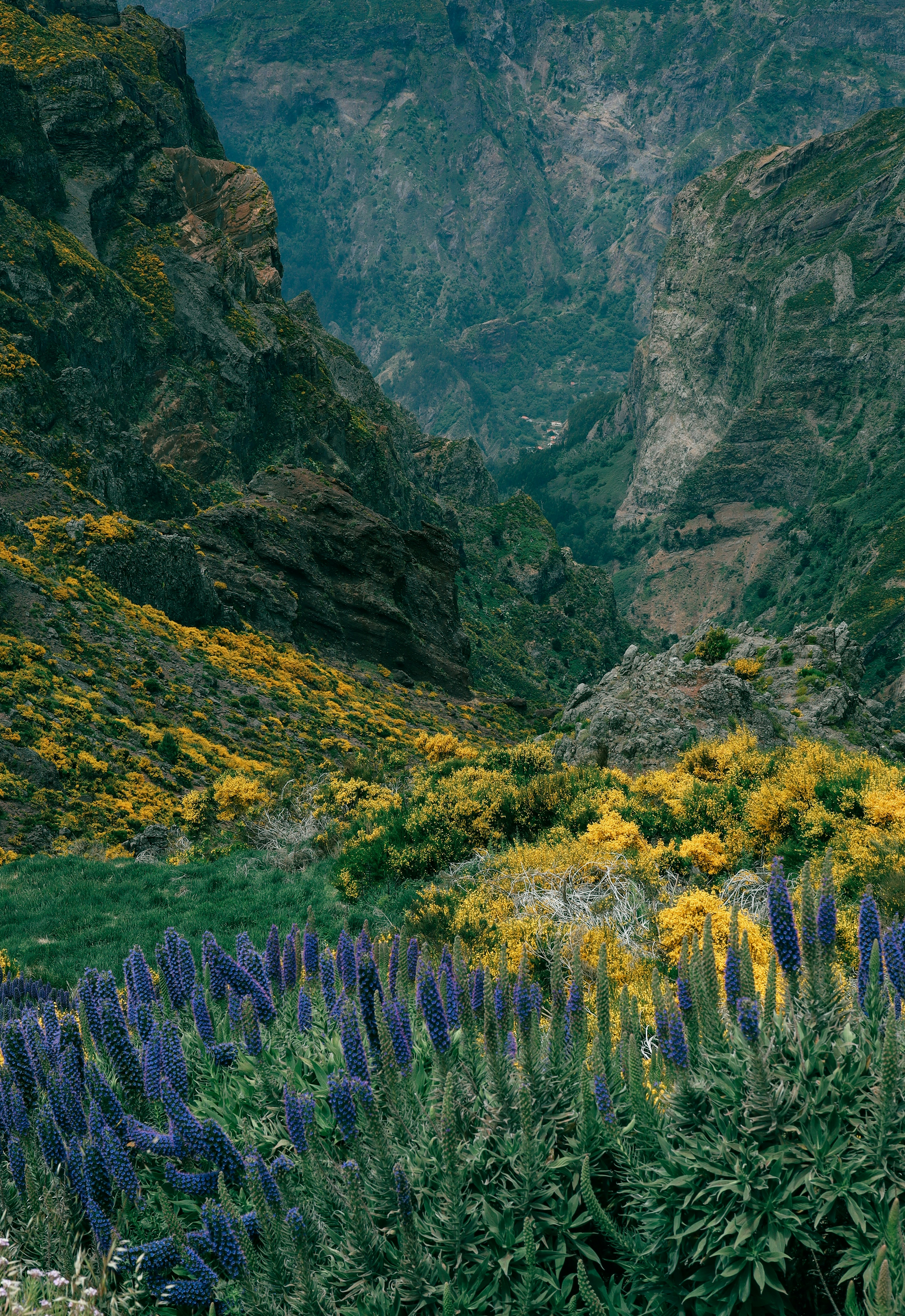 Madeiran mountain top