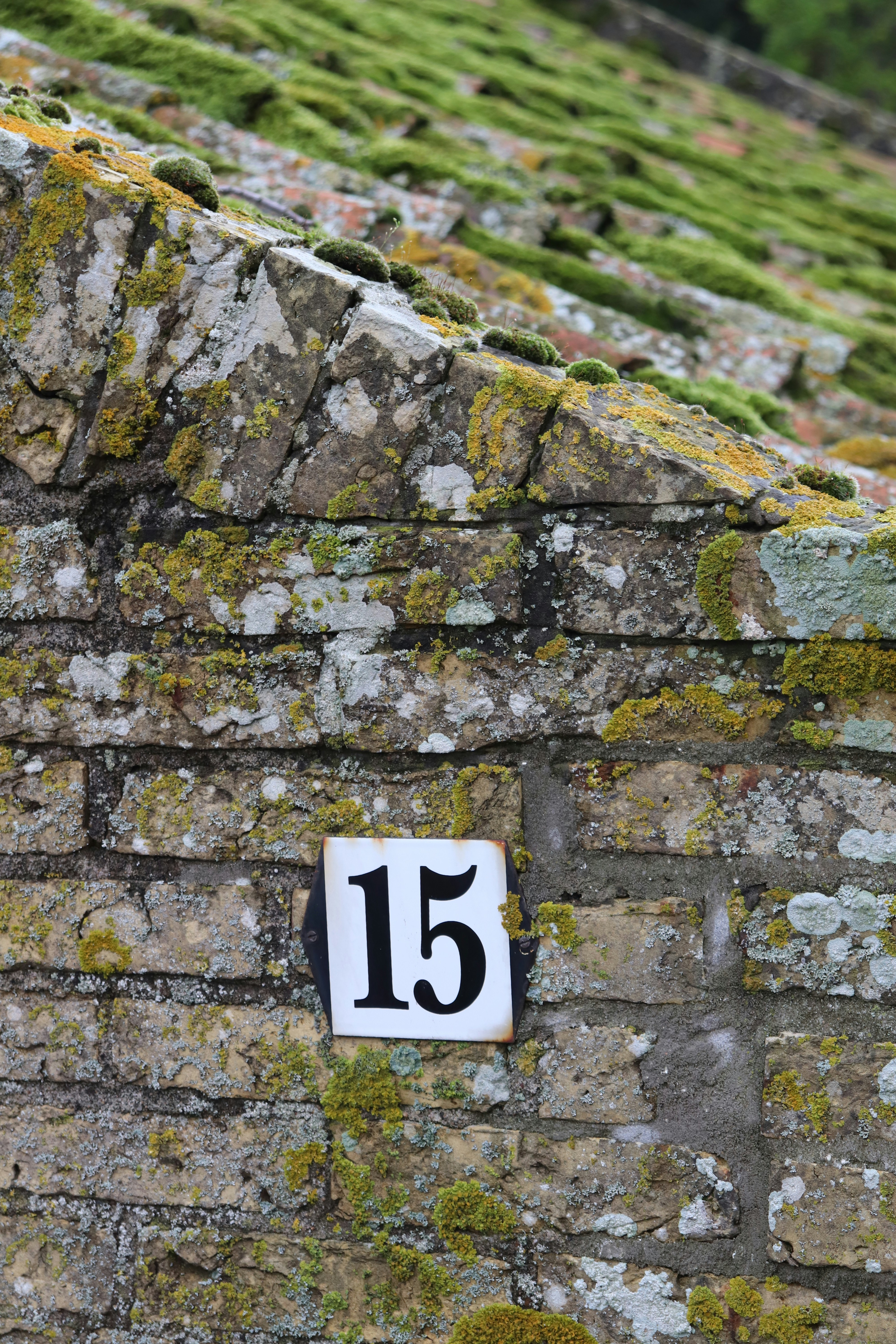 Fifteen on the Mossy Wall: A Quiet Study in Texture