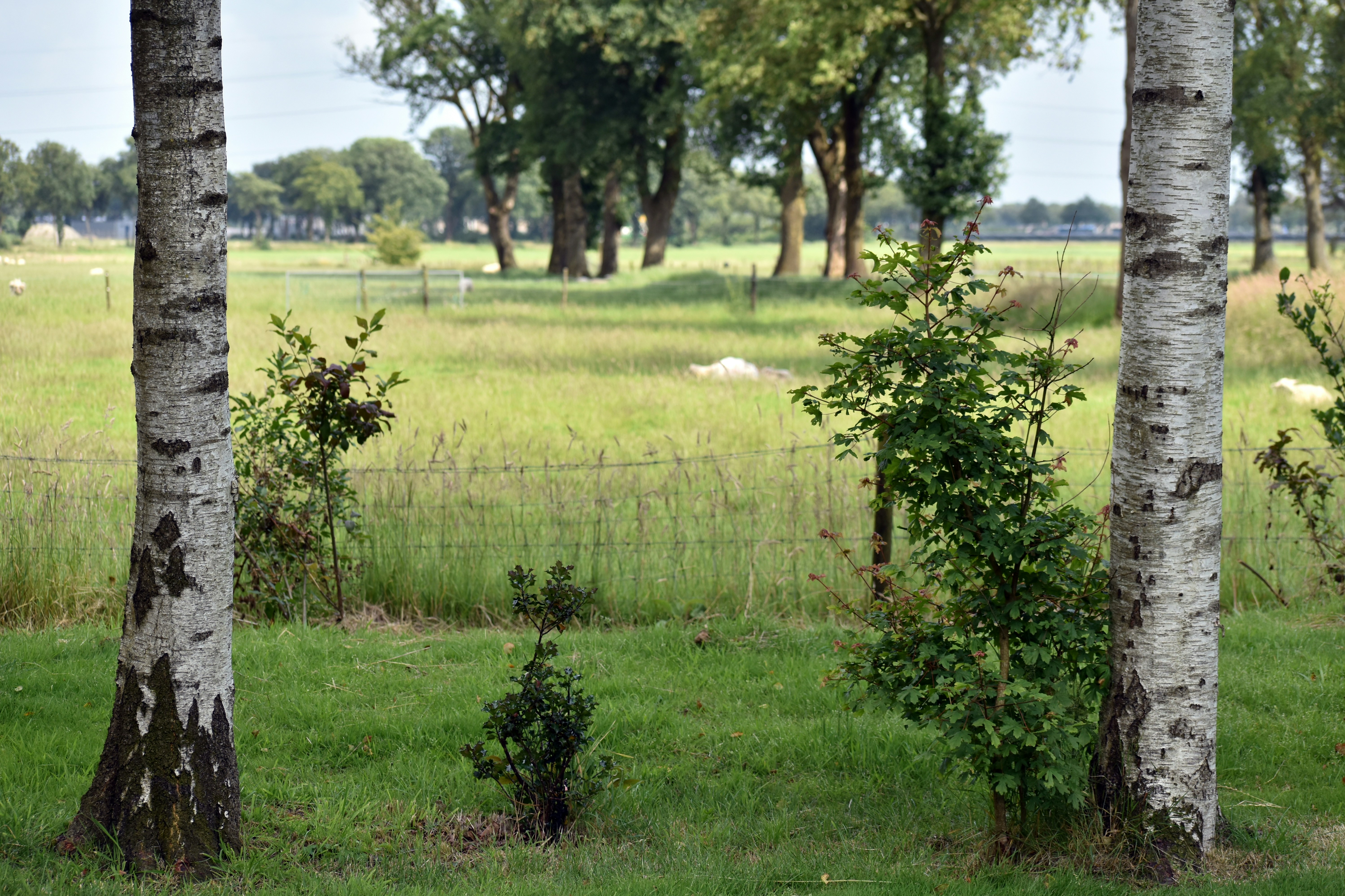 A view between two trees (Idyllic scene - nature)