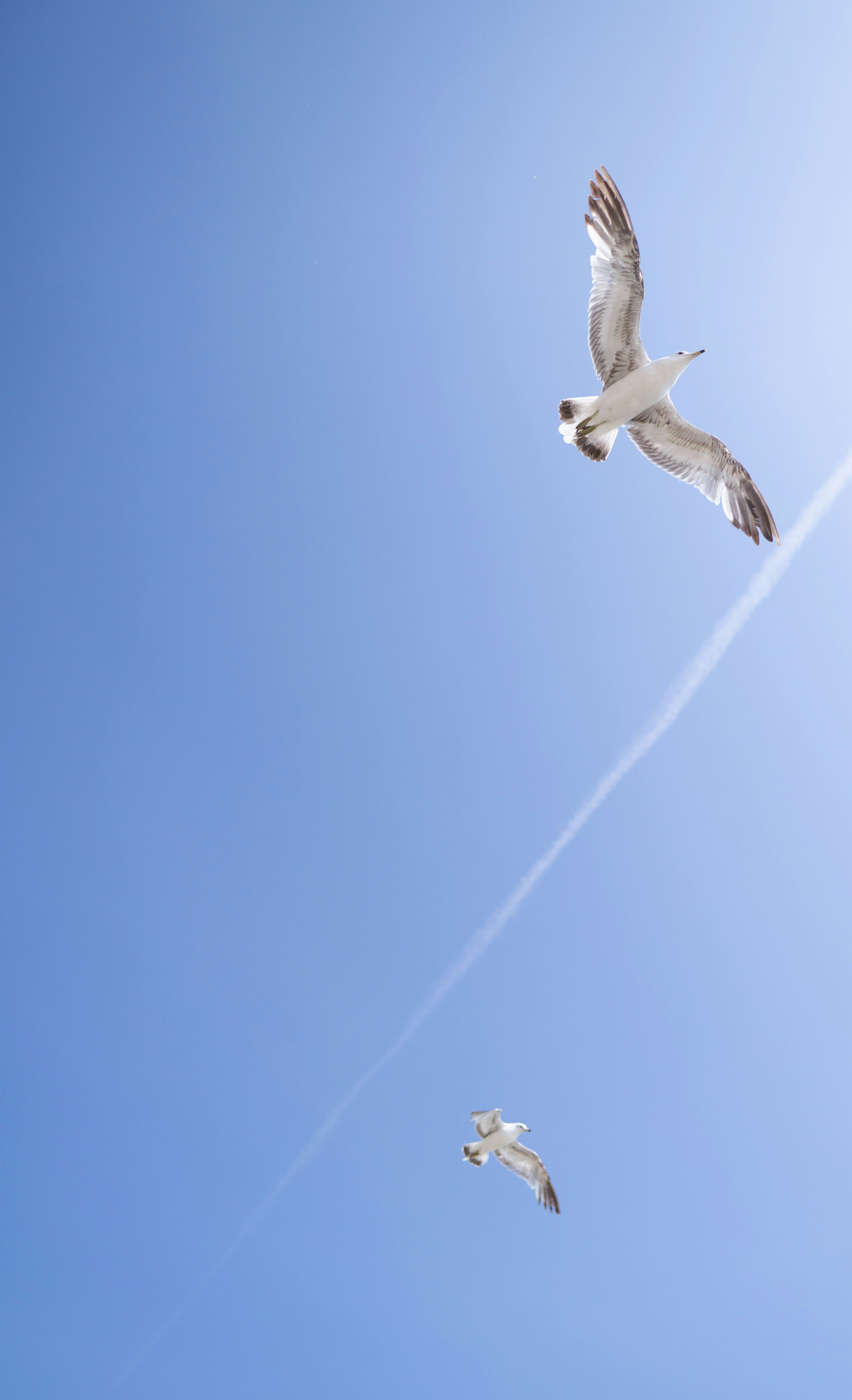 Soaring Against a Clear Sky