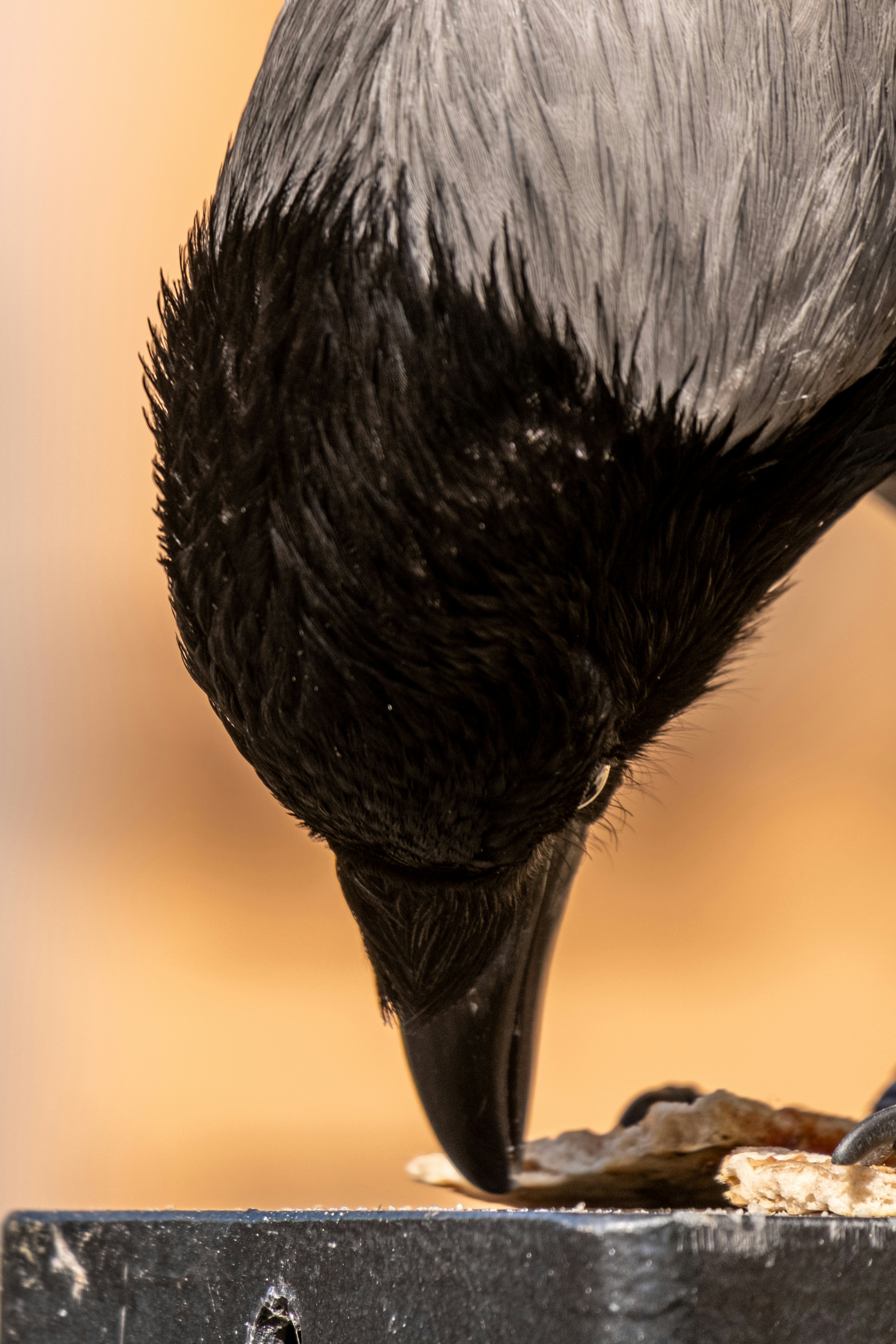 Beak at the Edge: A Crow's Close-Up at a Sunny Feeder