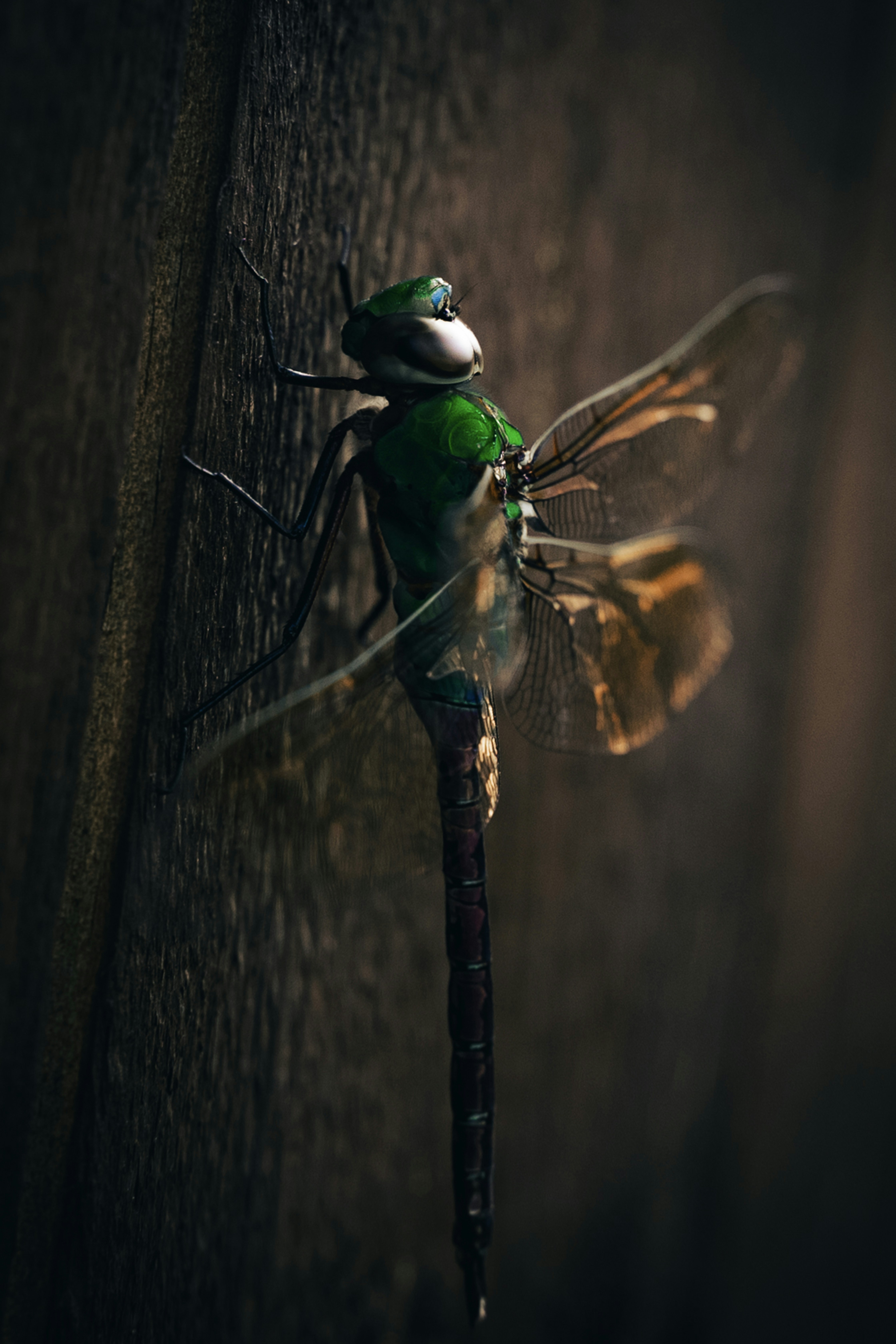 Emerald Sentinel Clinging to Weathered Wood in Dim Light