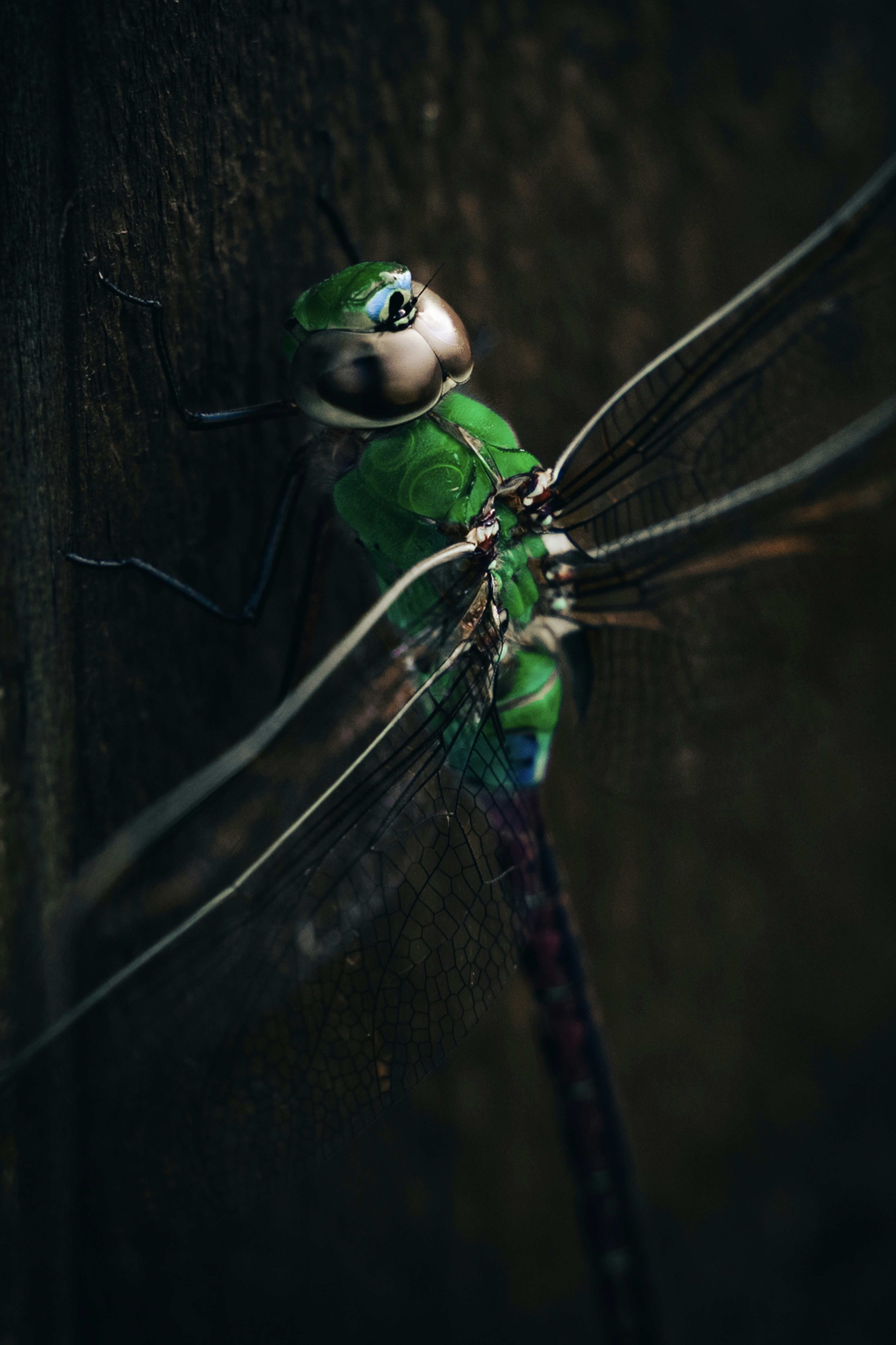 Emerald Dragonfly on Dark Wood: Close-Quiet Portrait