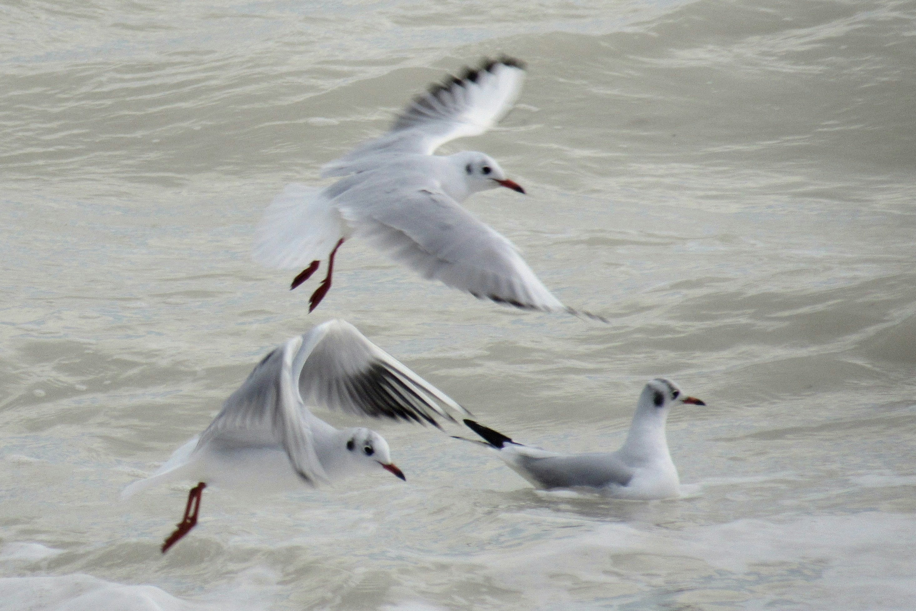Three white seagulls skim and glide over choppy water with foam; two are in flight while one rests on the surface.