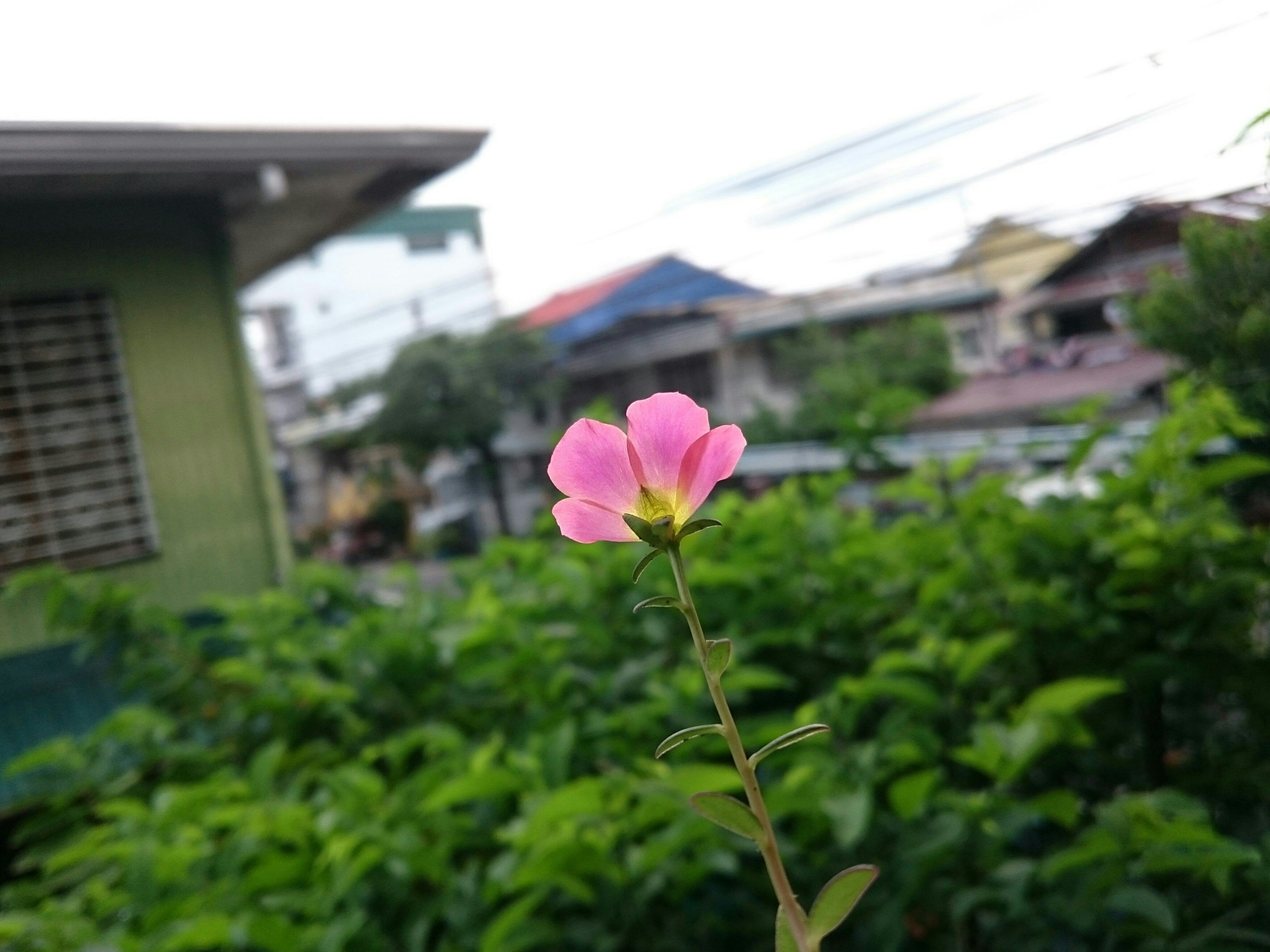 Photo by Lhar Capili with Sony Xperia Z3