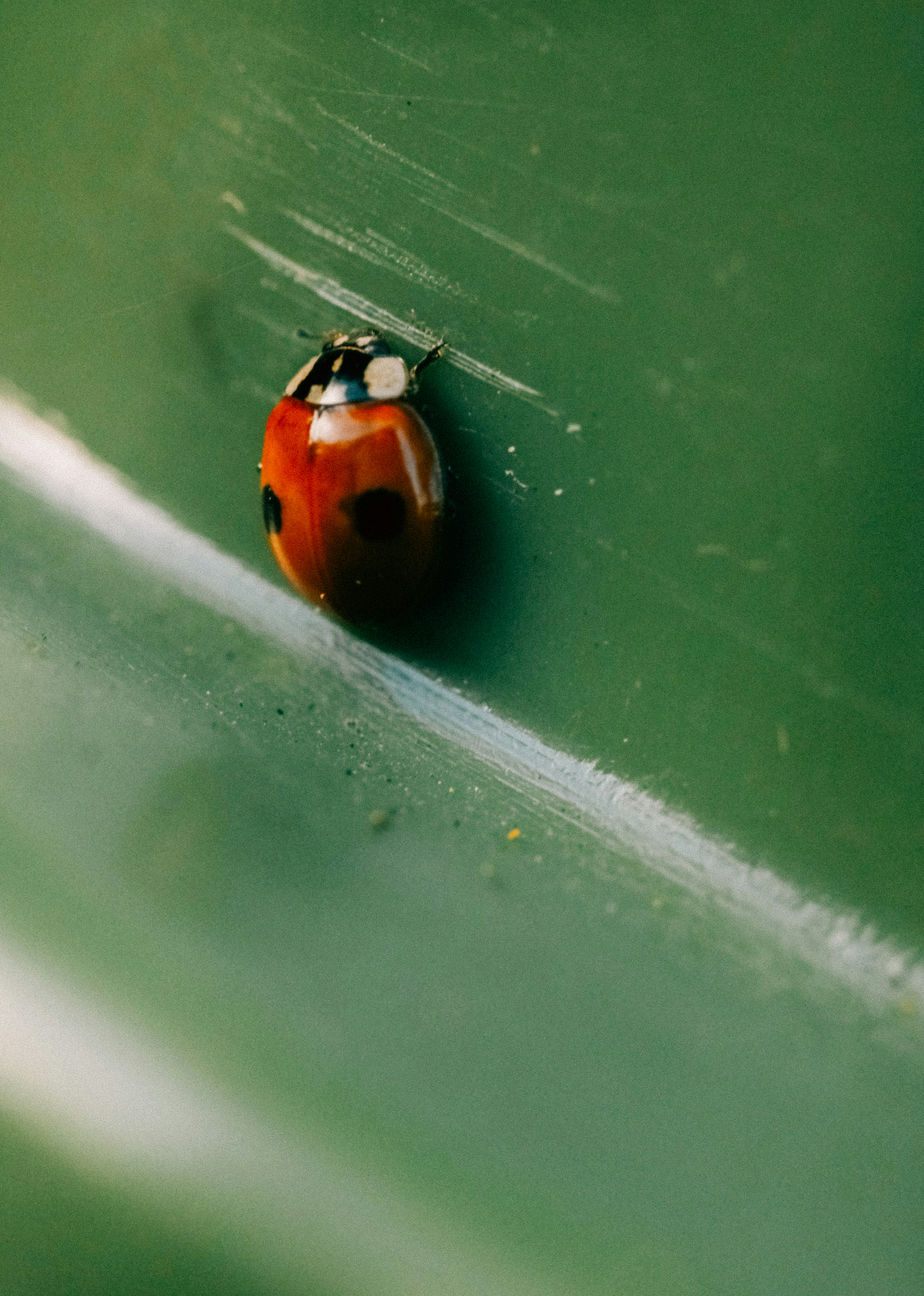 A lady bug crawling on a green surface photo – Free Summer Image on ...