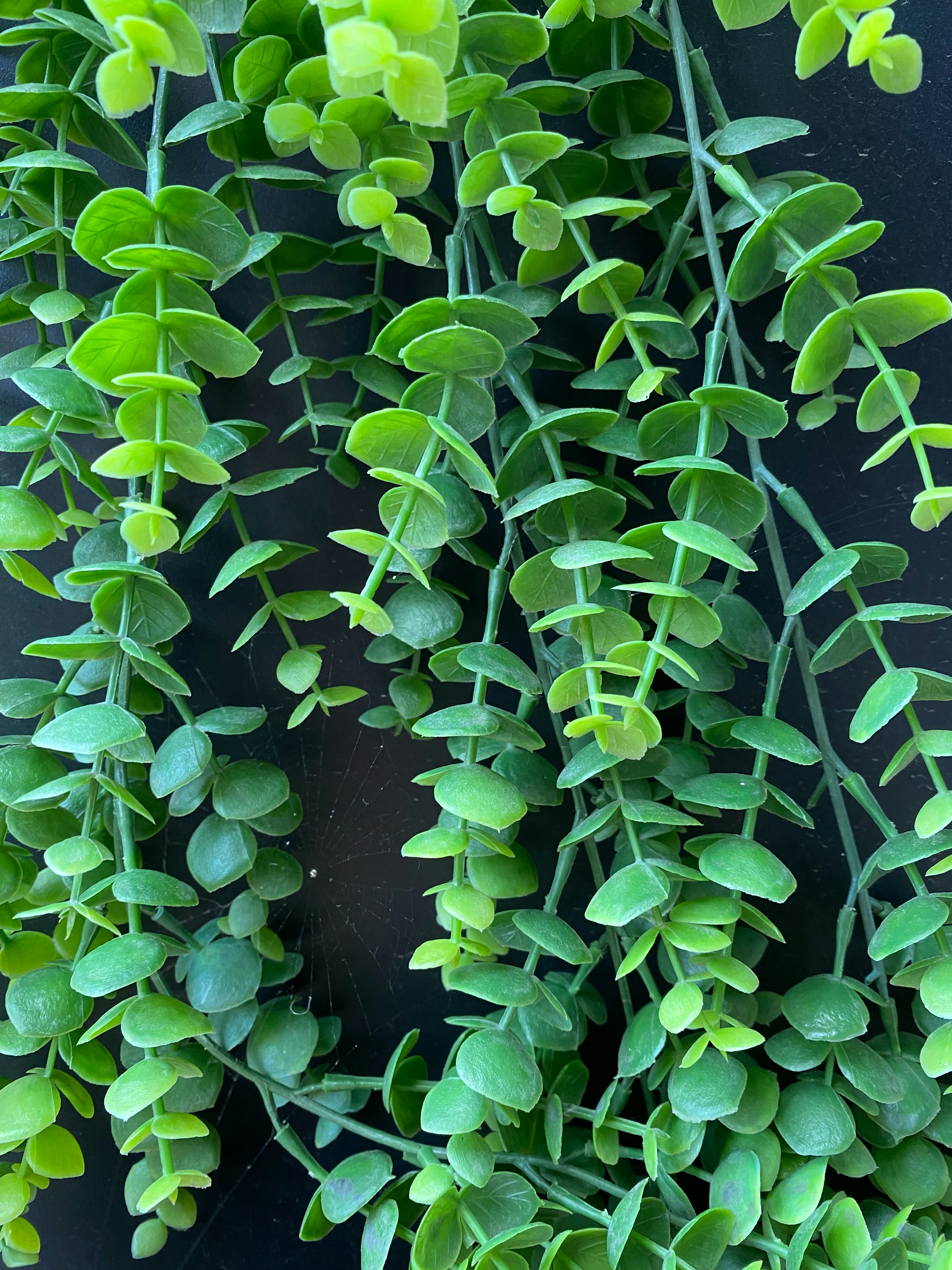 Emerald Threads: a close-up of cascading string-of-coins leaves