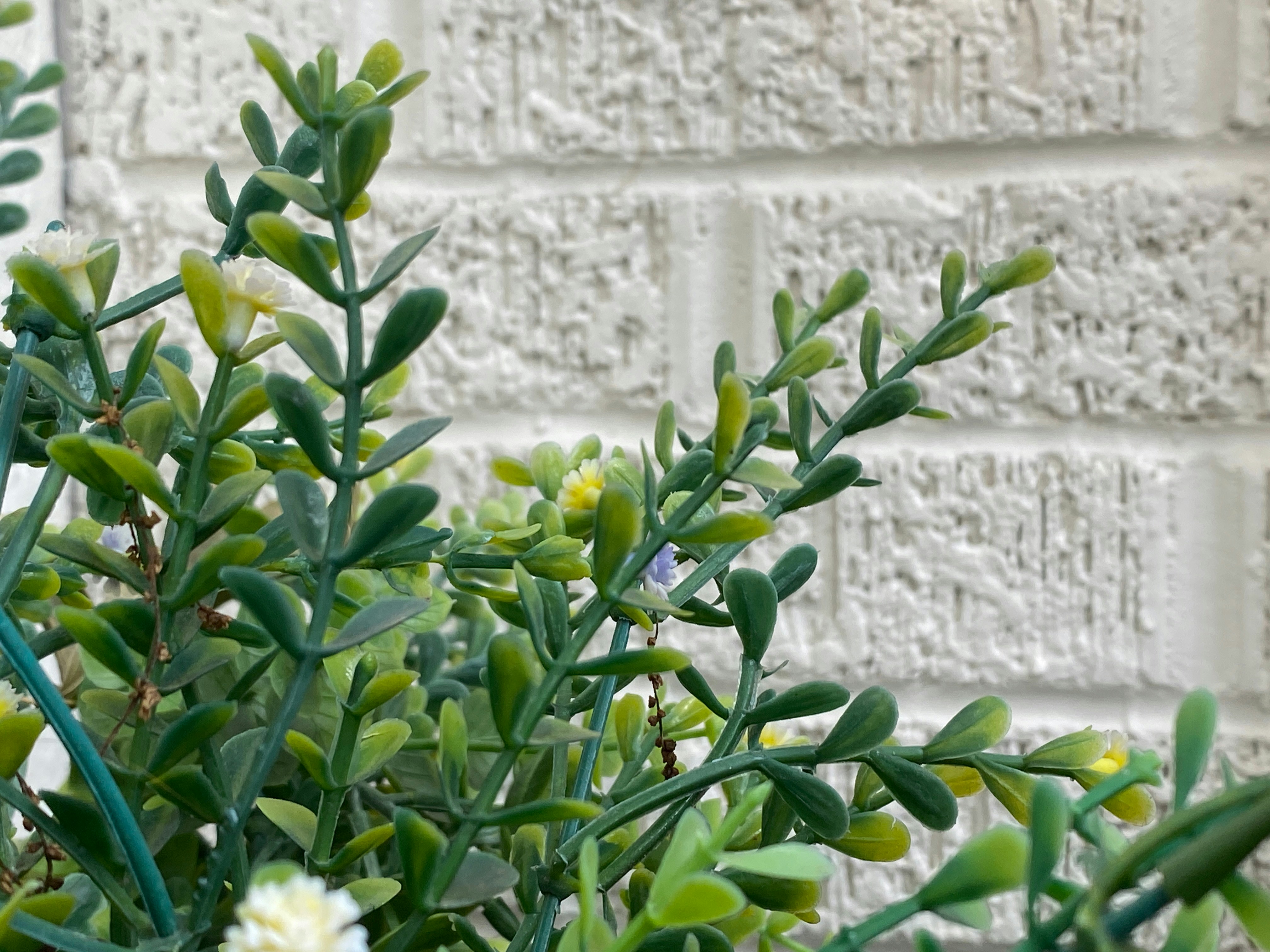 Green leafy plant on white brick background