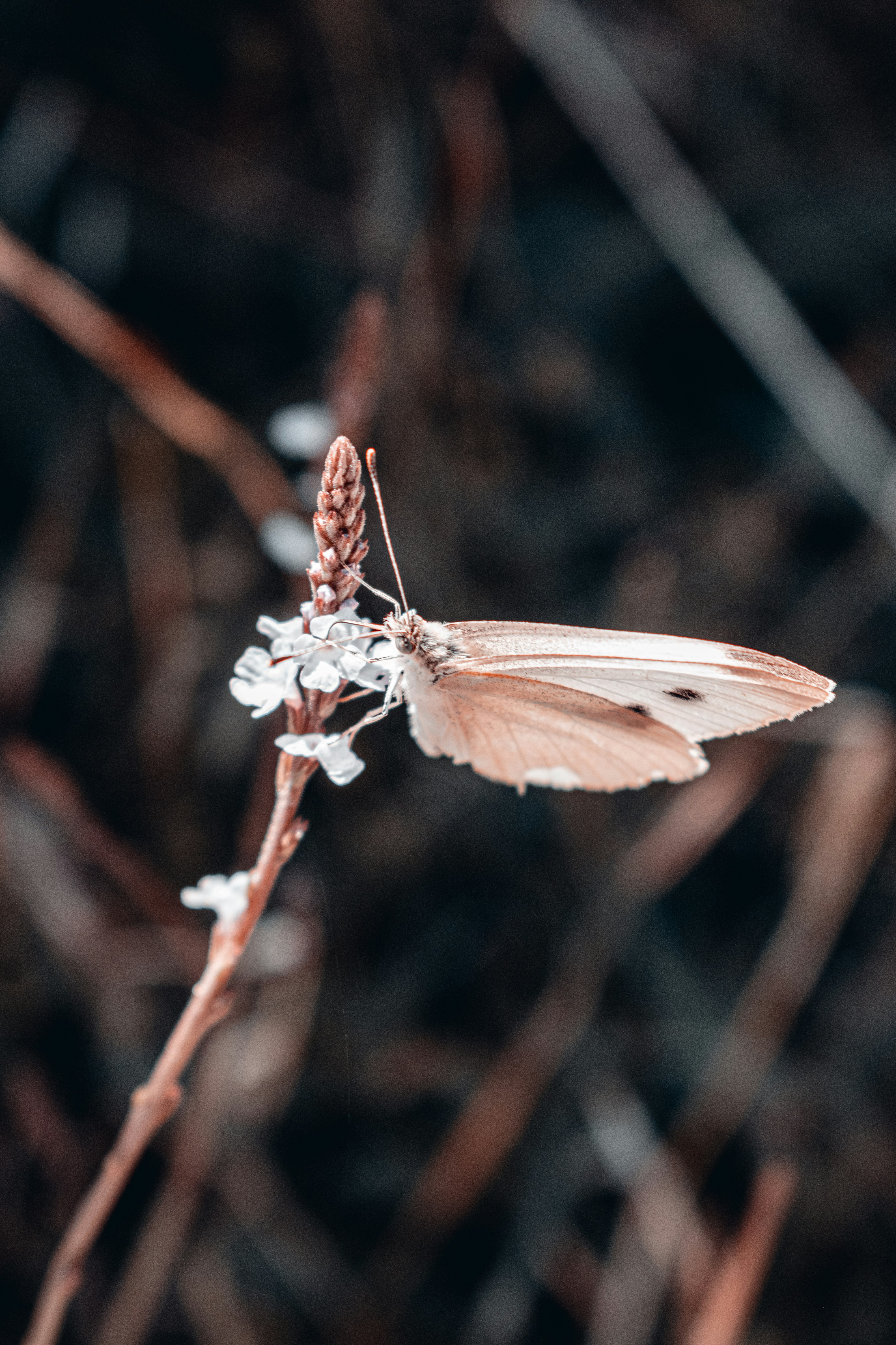 Pastel Pink Butterfly Perched on a Frost-Kissed Bloom