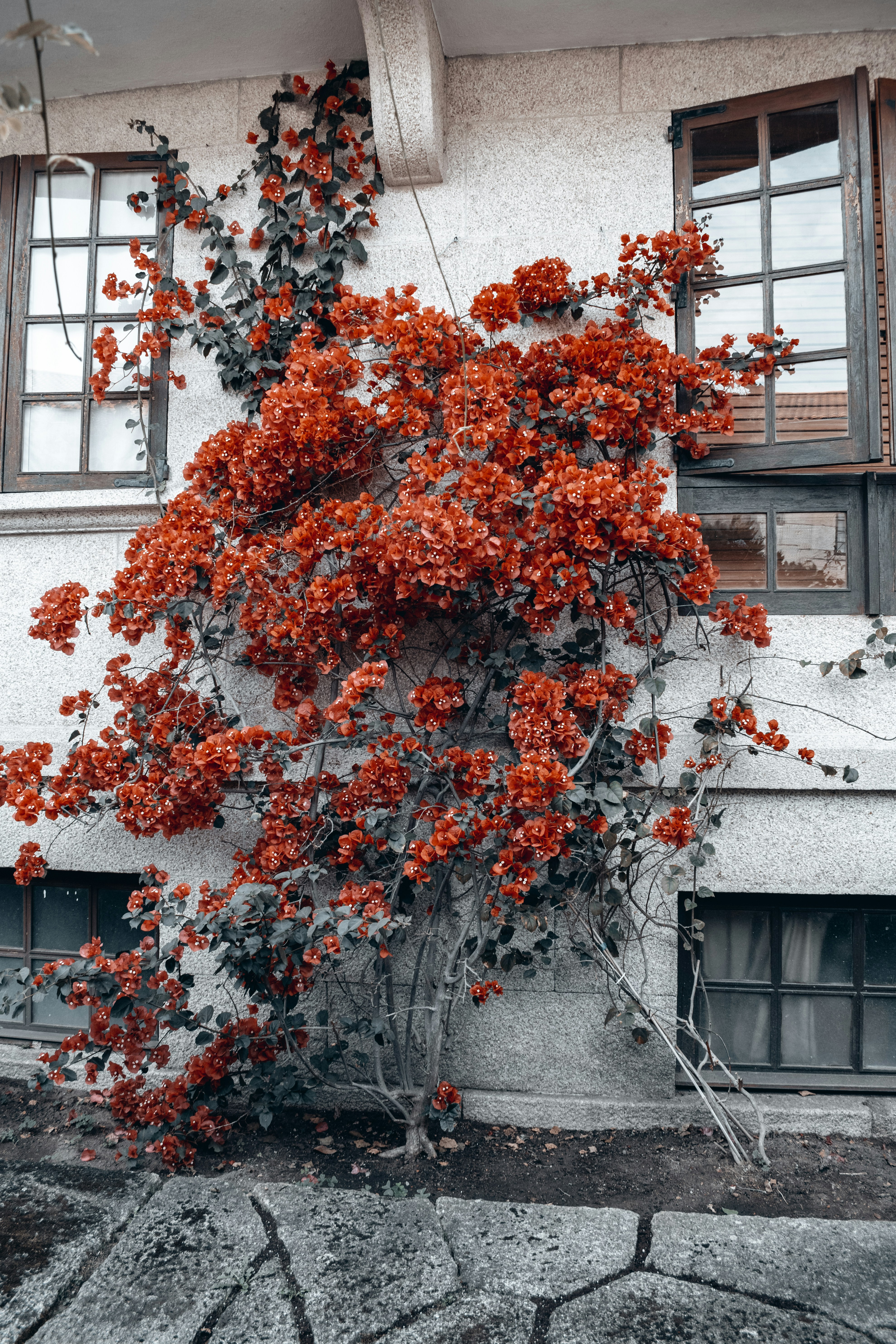 Crimson Bougainvillea Clings to a Weathered Facade