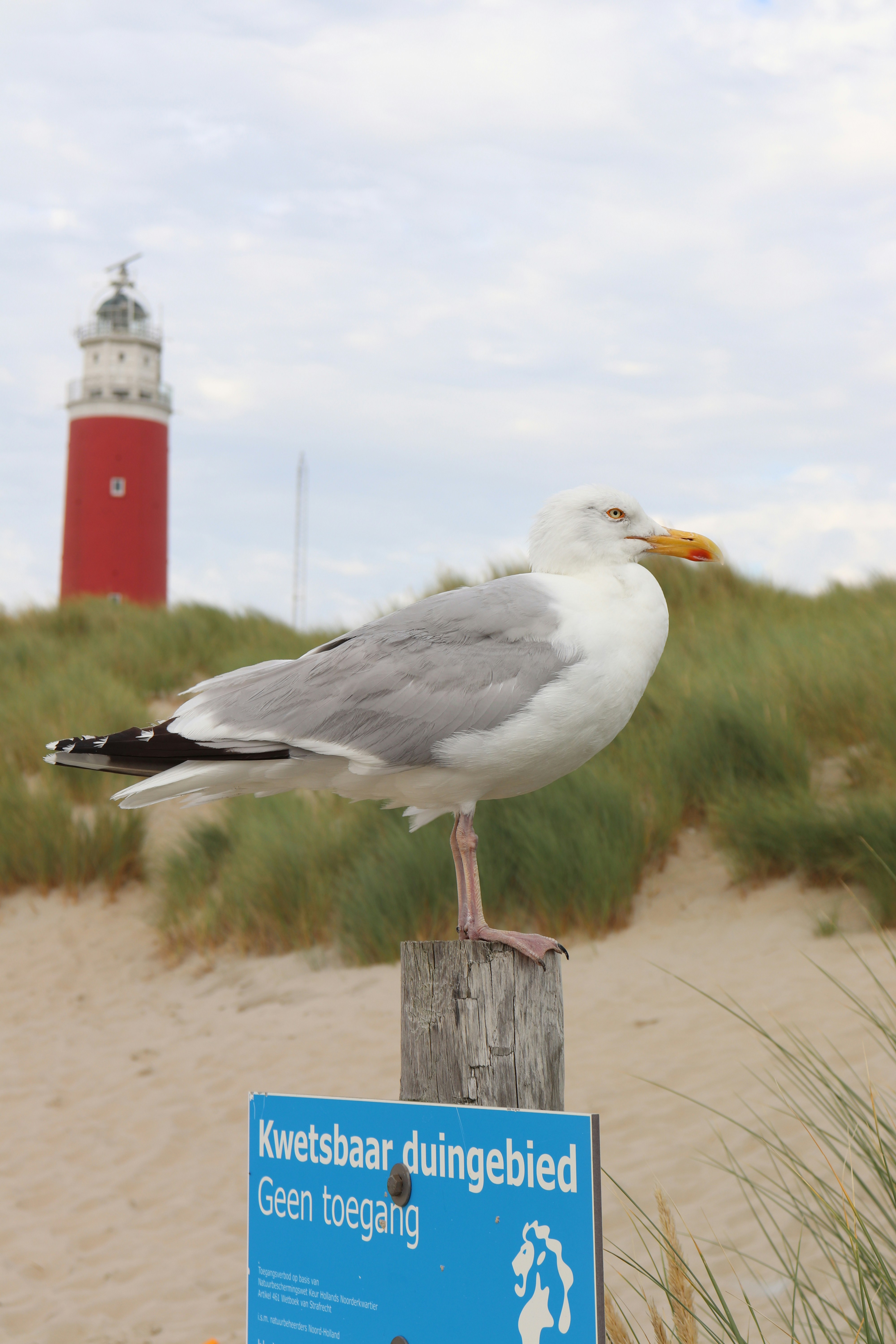 Guardian of the Dunes