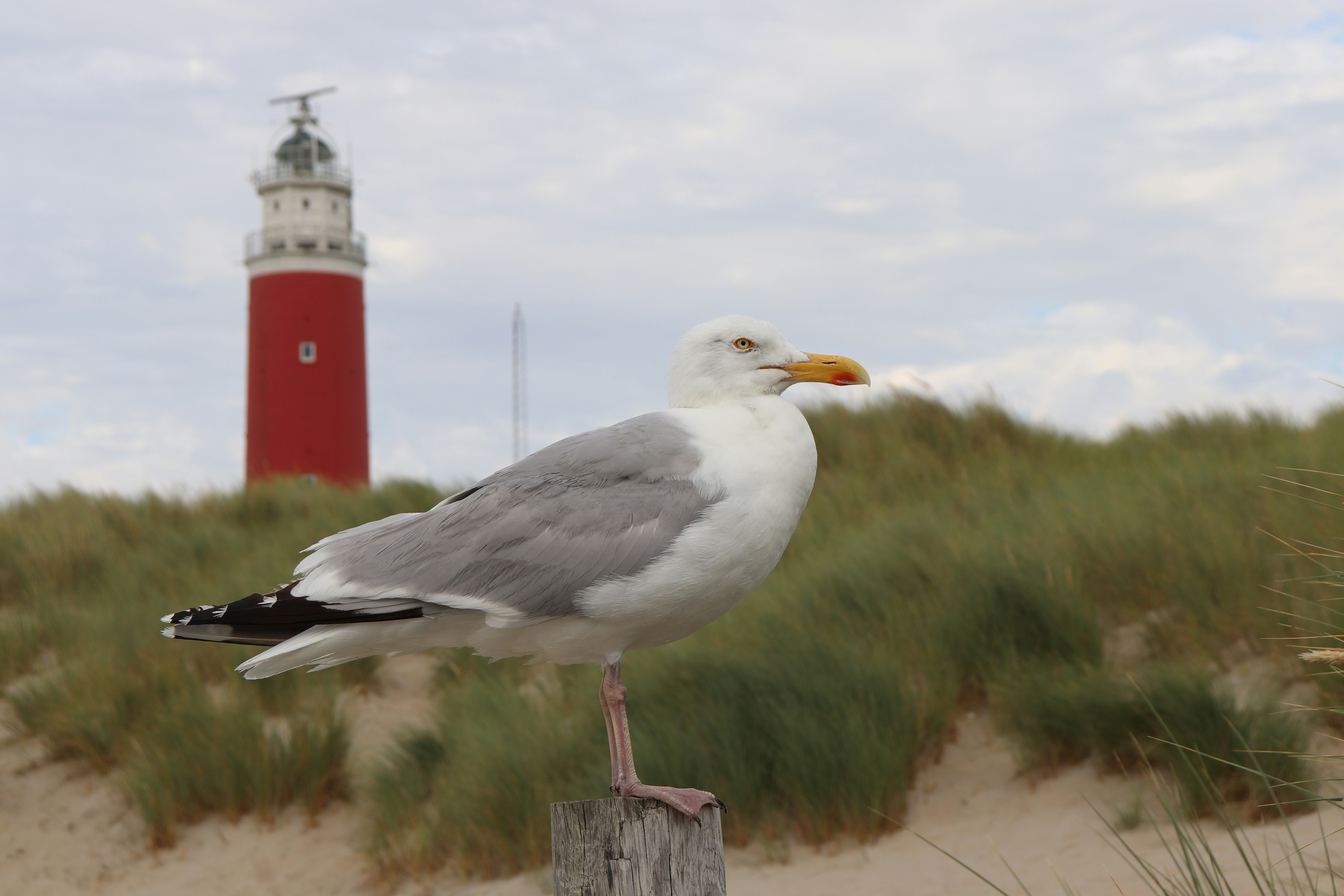 Coastal Sentinel: Seagull Perched Before a Red Lighthouse