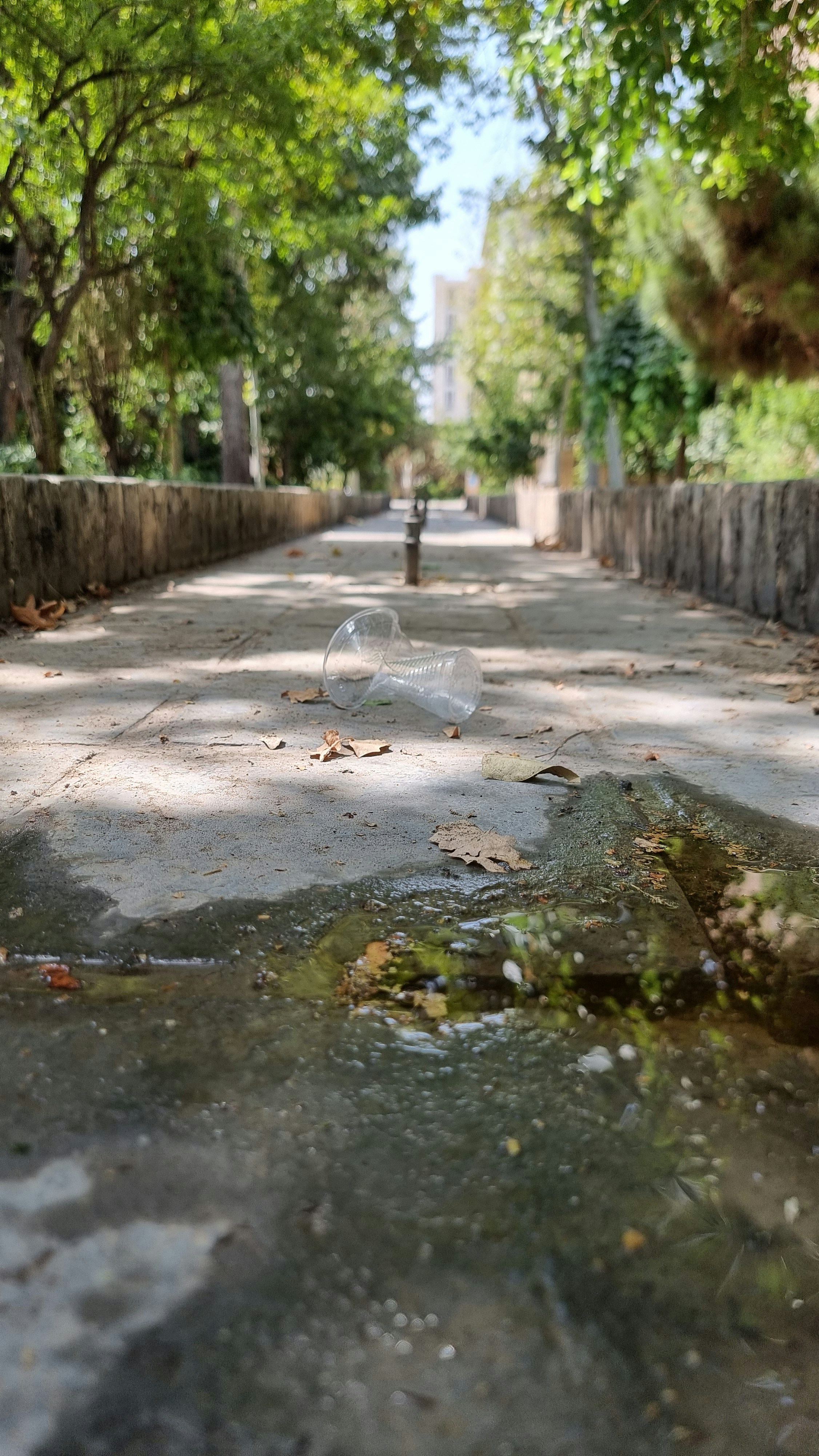Sunlit Path, a Quiet Cup: A Clear Moment on a Park Trail