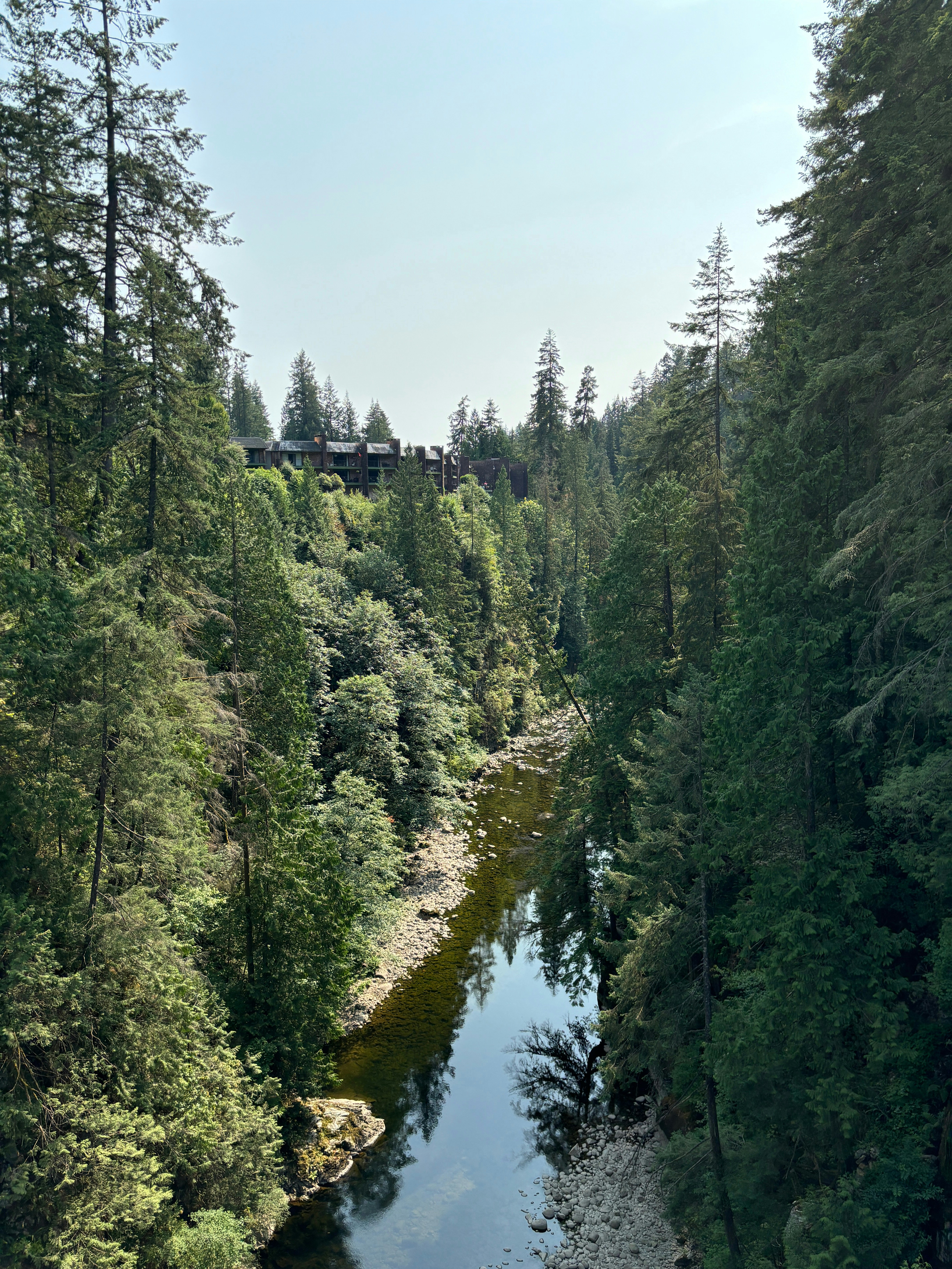 Verdant Vein: River Bend Between Pines