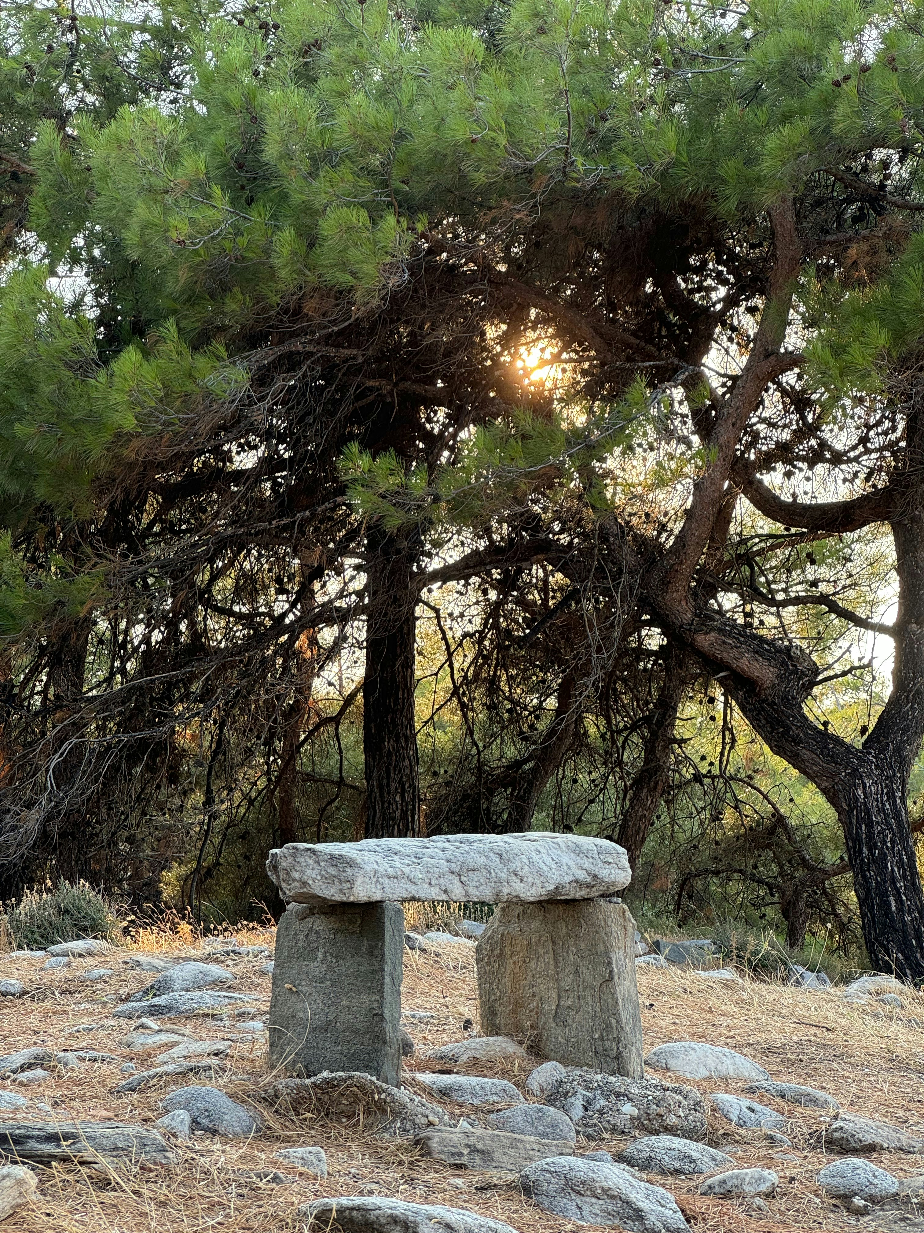 Stone bench under a sunlit pine grove, with scattered rocks and dry ground forming a tranquil, rustic scene.
