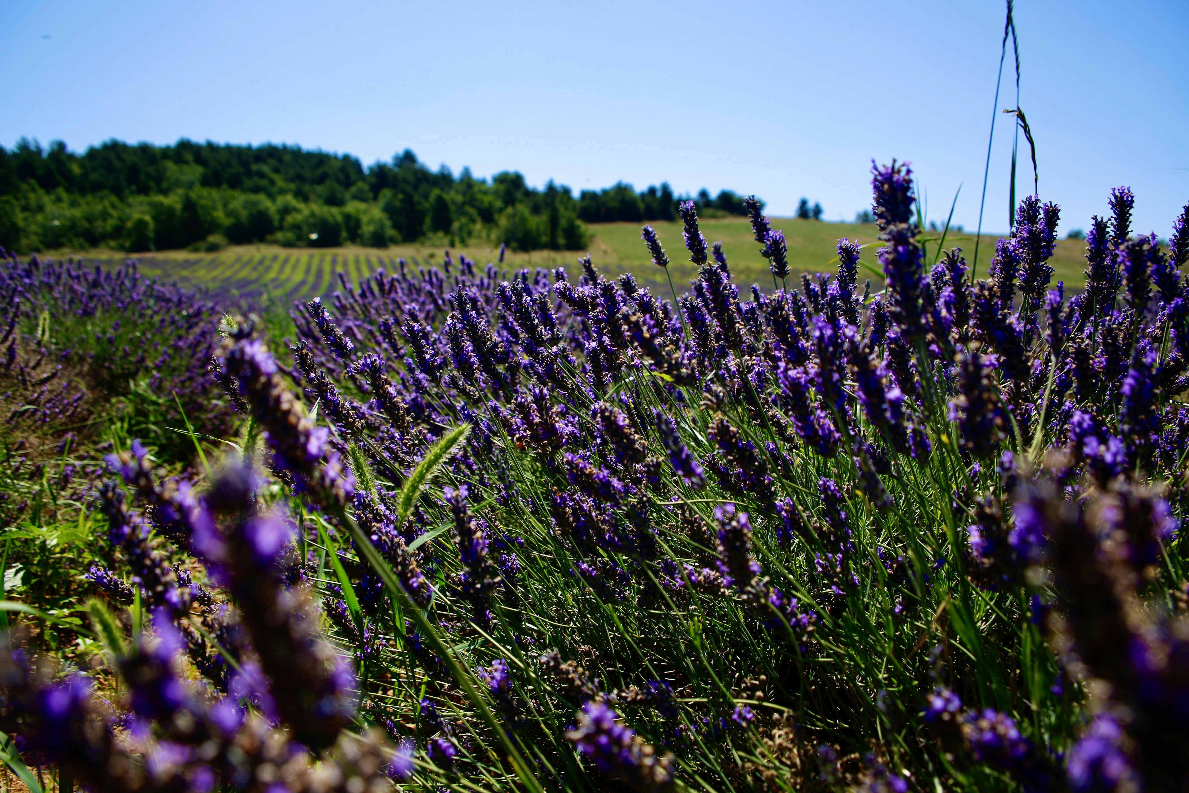 Photo by Bo Zhang with Canon EOS 5D Mark III