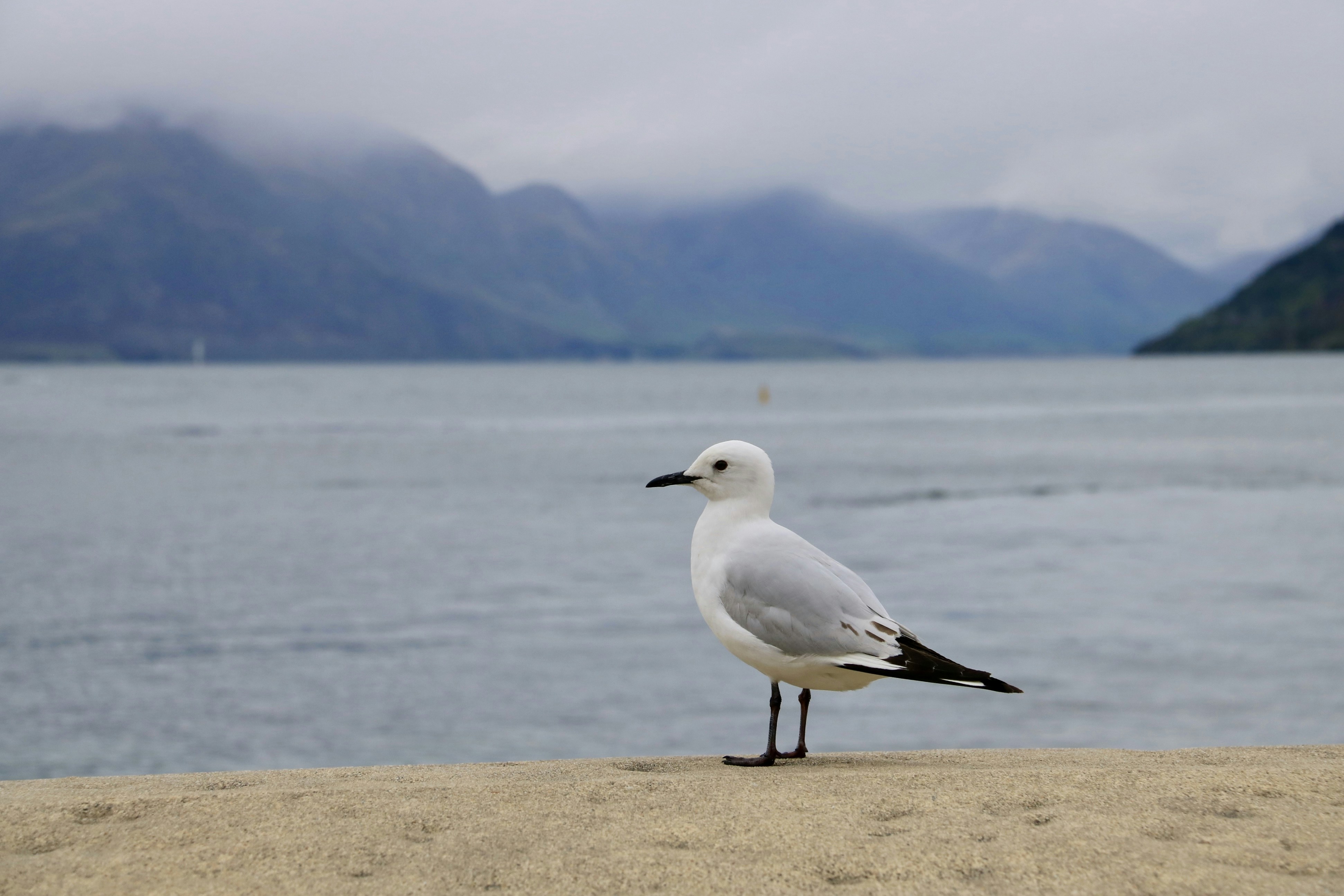 Seagull Sentinel on a Misty Fjord Shore