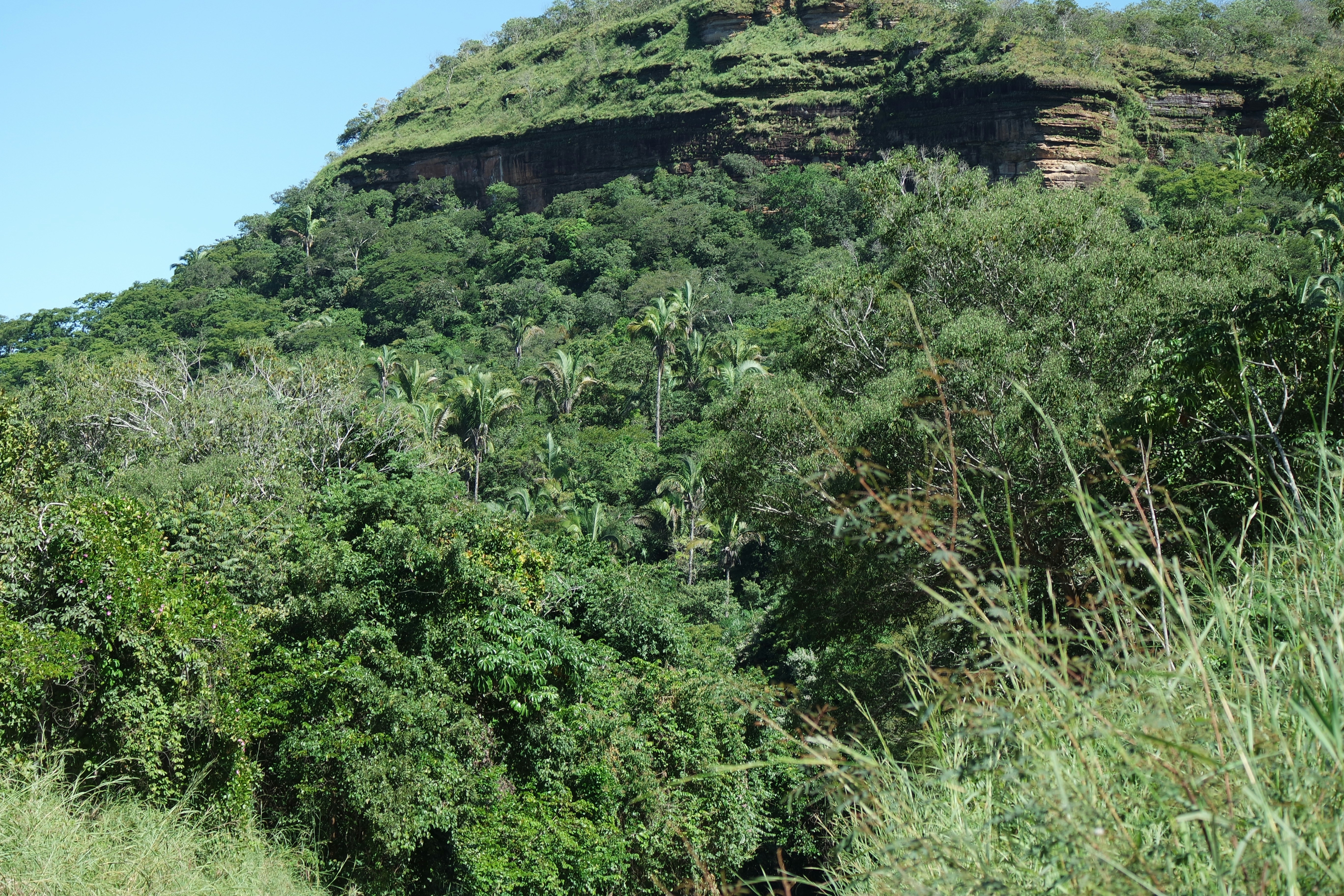 Lush green hillside with dense trees under a clear blue sky.
