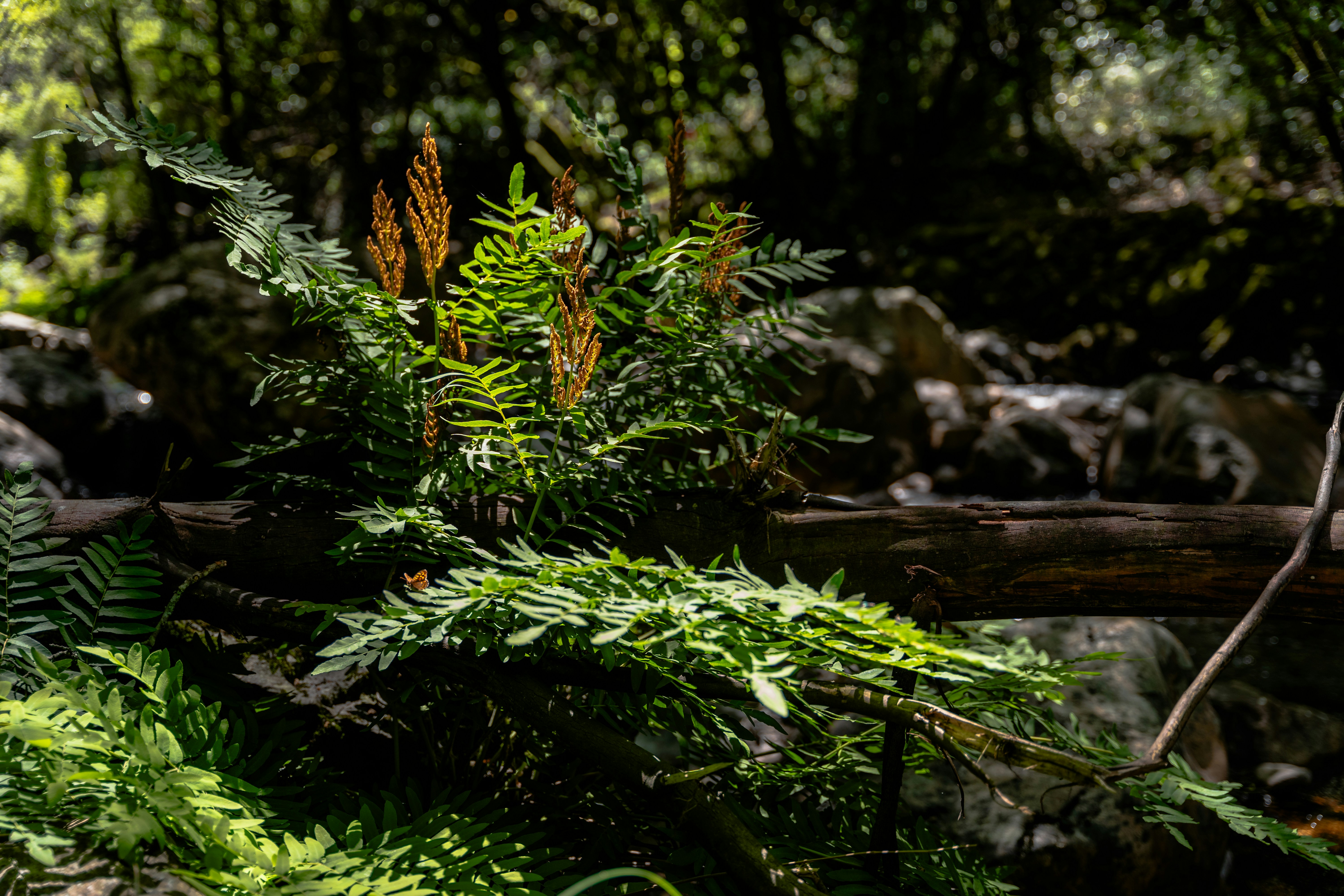 Fern Spotlight: Sunlit Greens Amid Rustic Wood and Stones