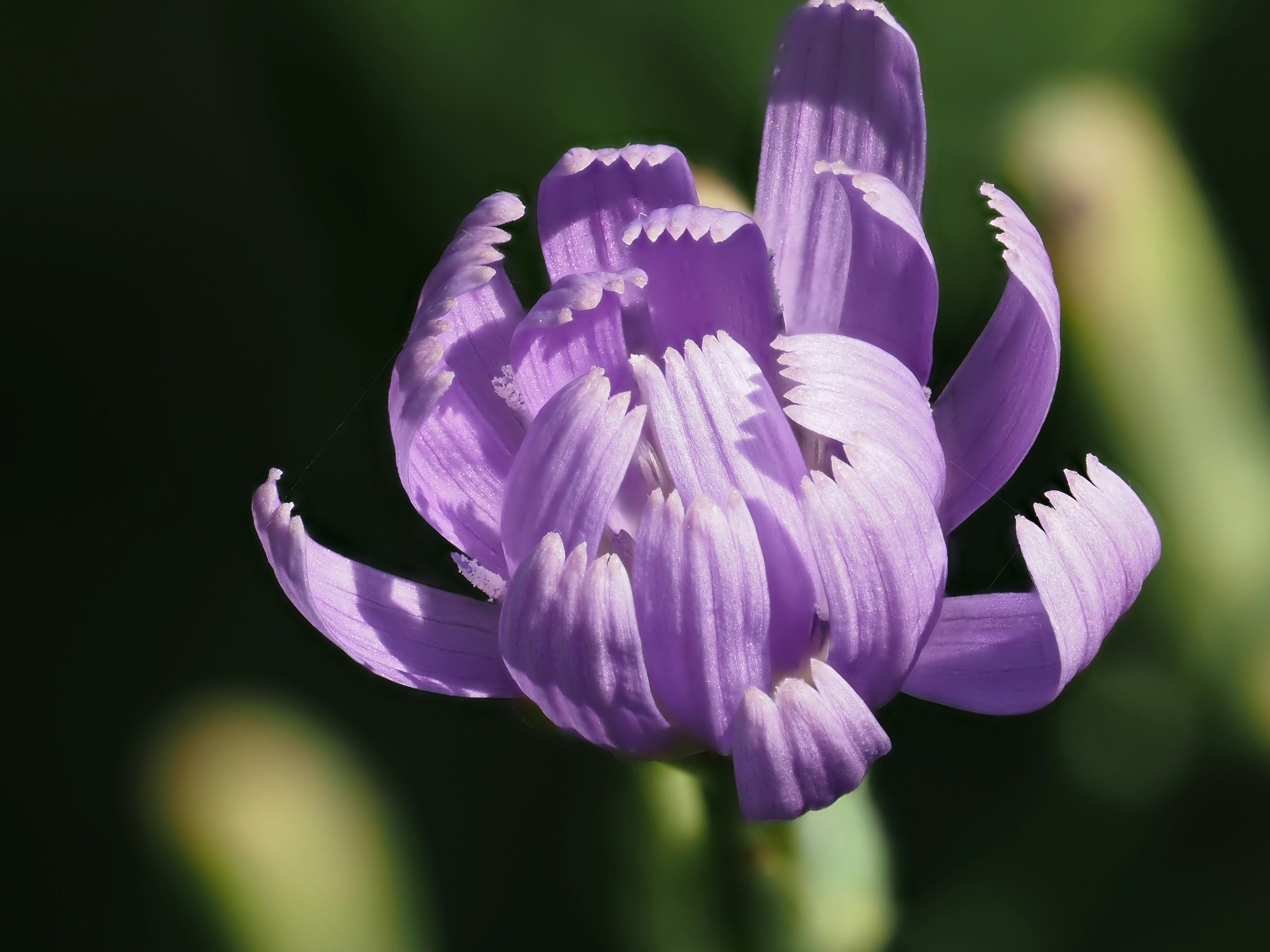 A close up of a purple flower with a blurry background photo – Free ...