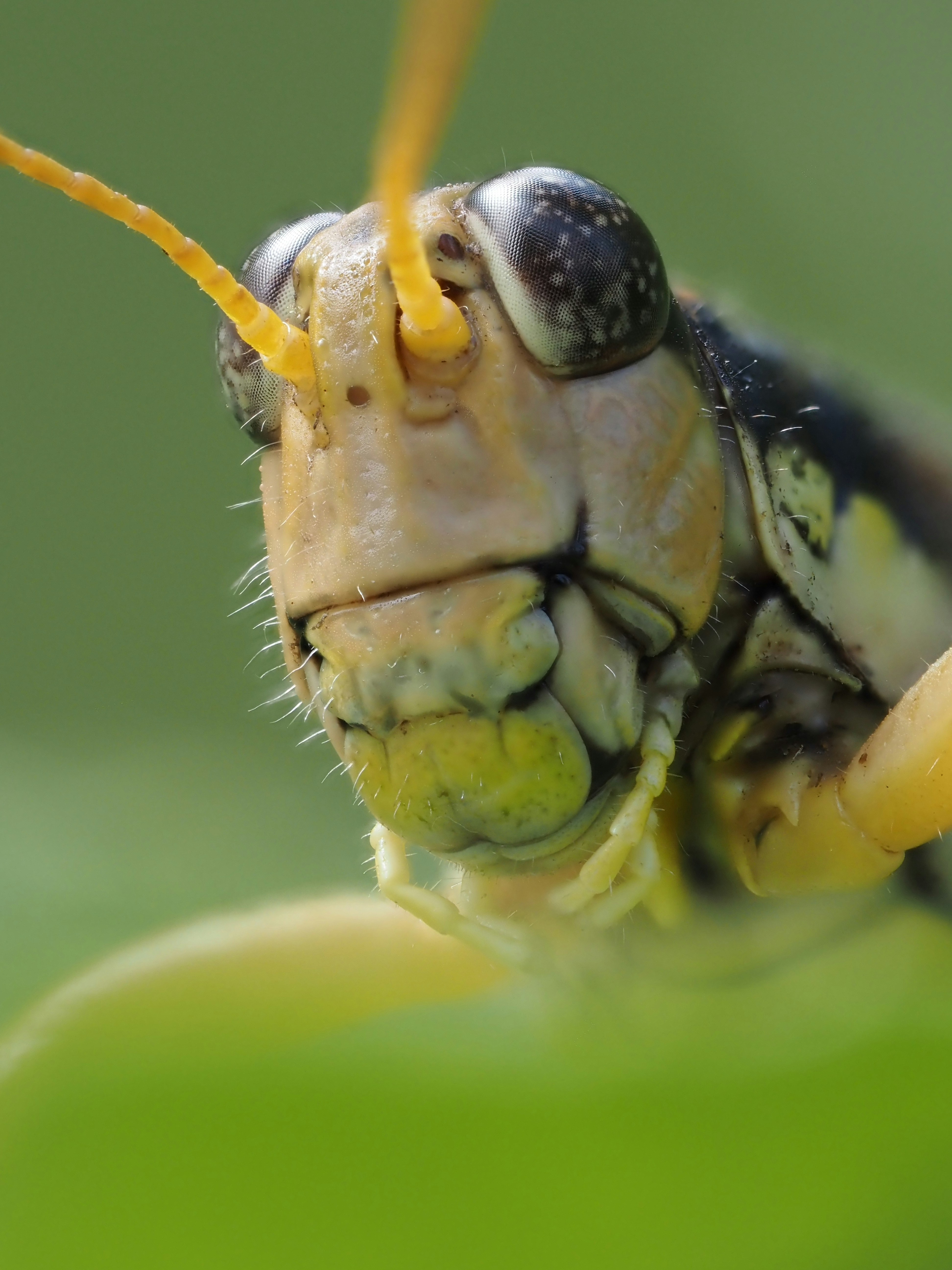 Macro Portrait: The Mantis Face in Sharp Detail