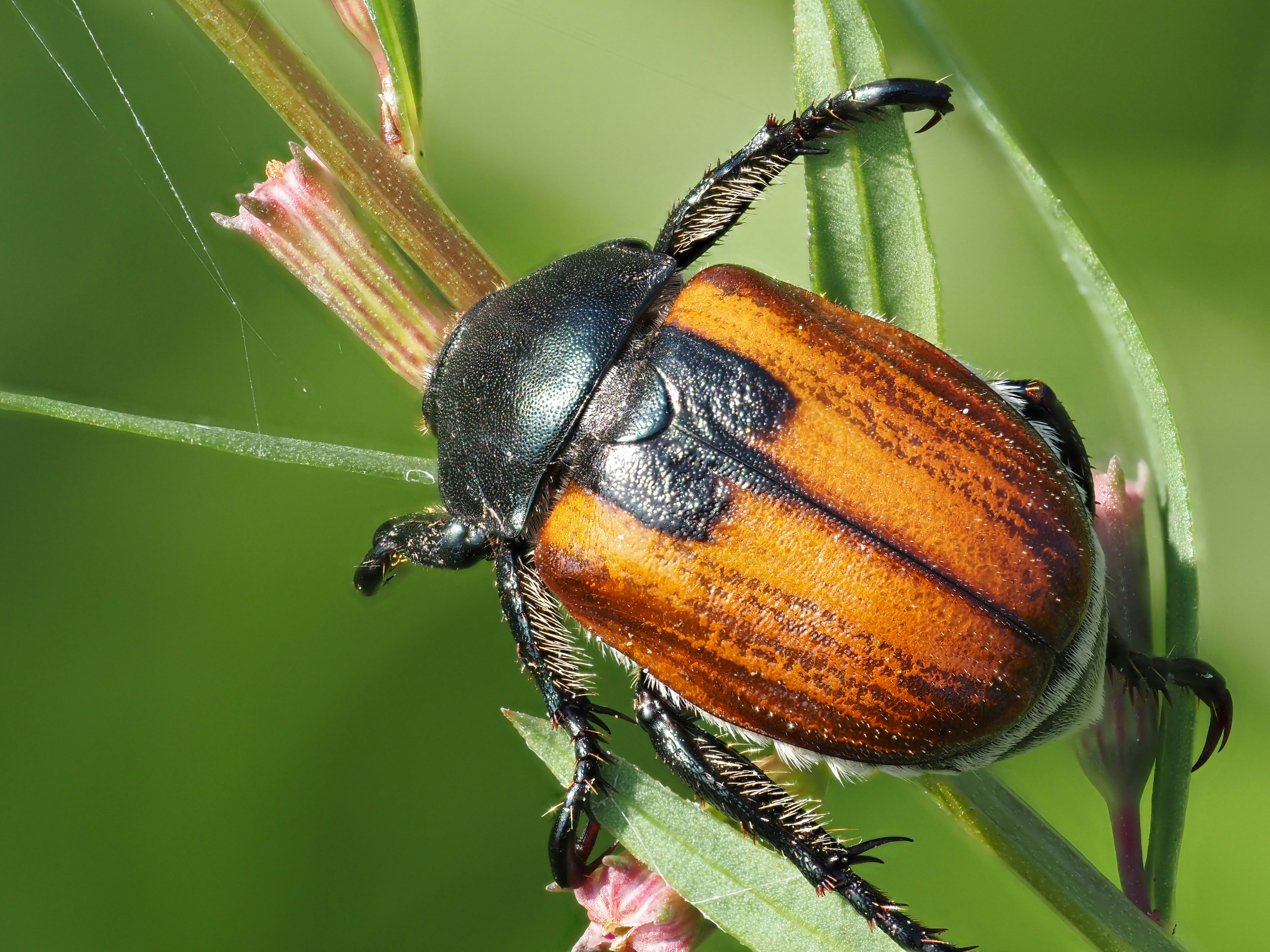 Beetle Insect Pictures | Download Free Images on Unsplash