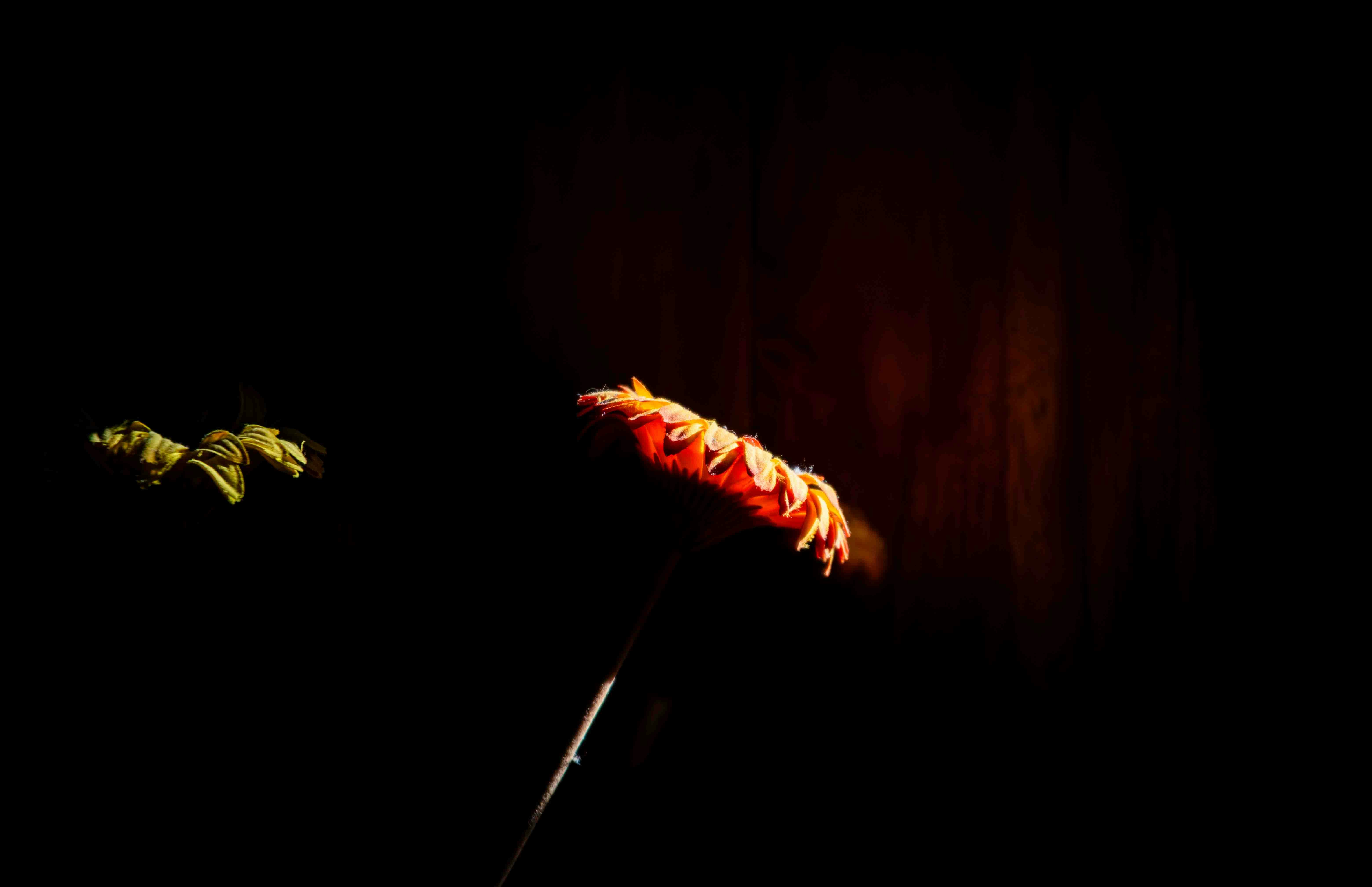 Crimson Bloom in a Velvet Night