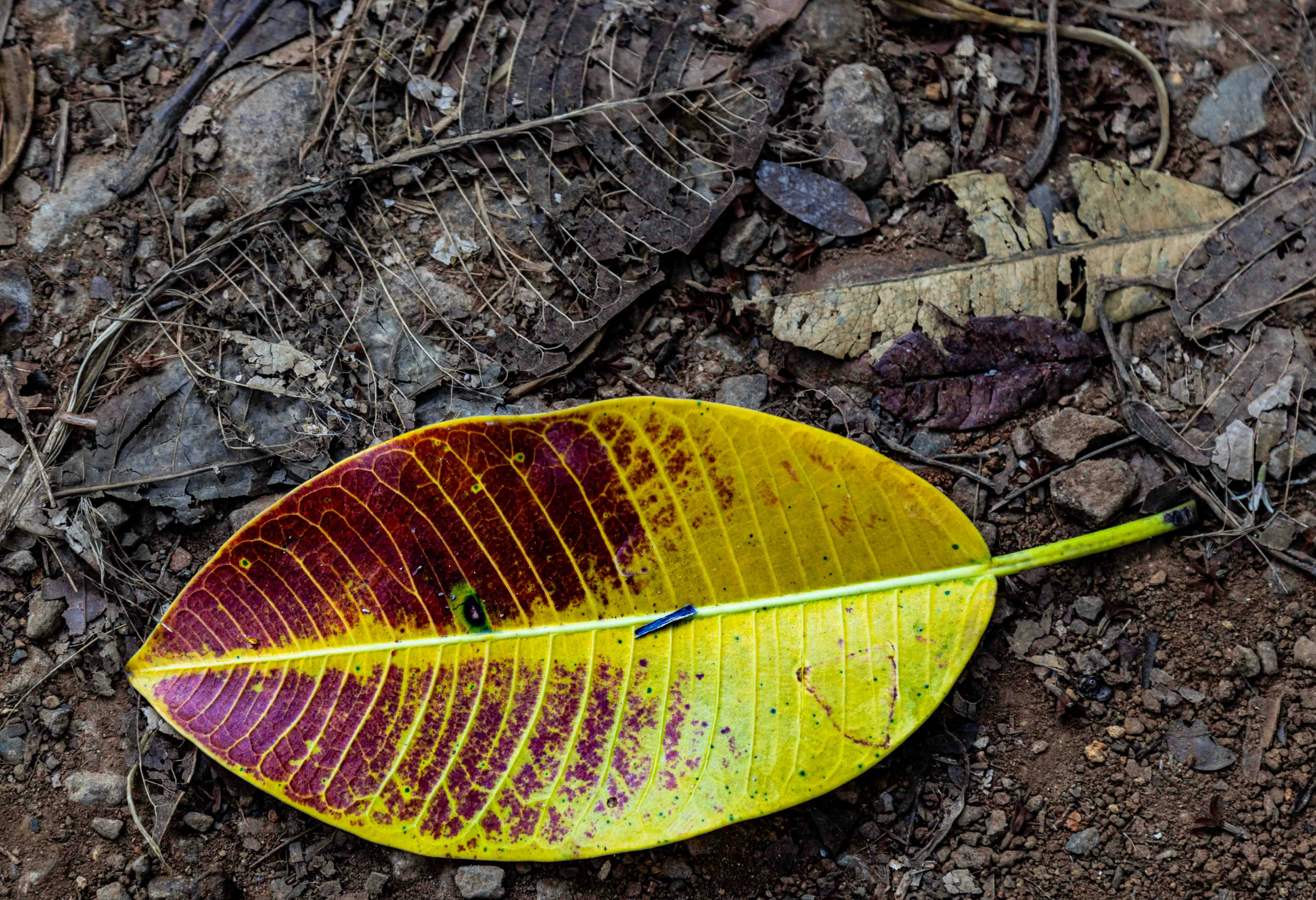 Yellow-Purple Vein Leaf Resting on Dusty Ground