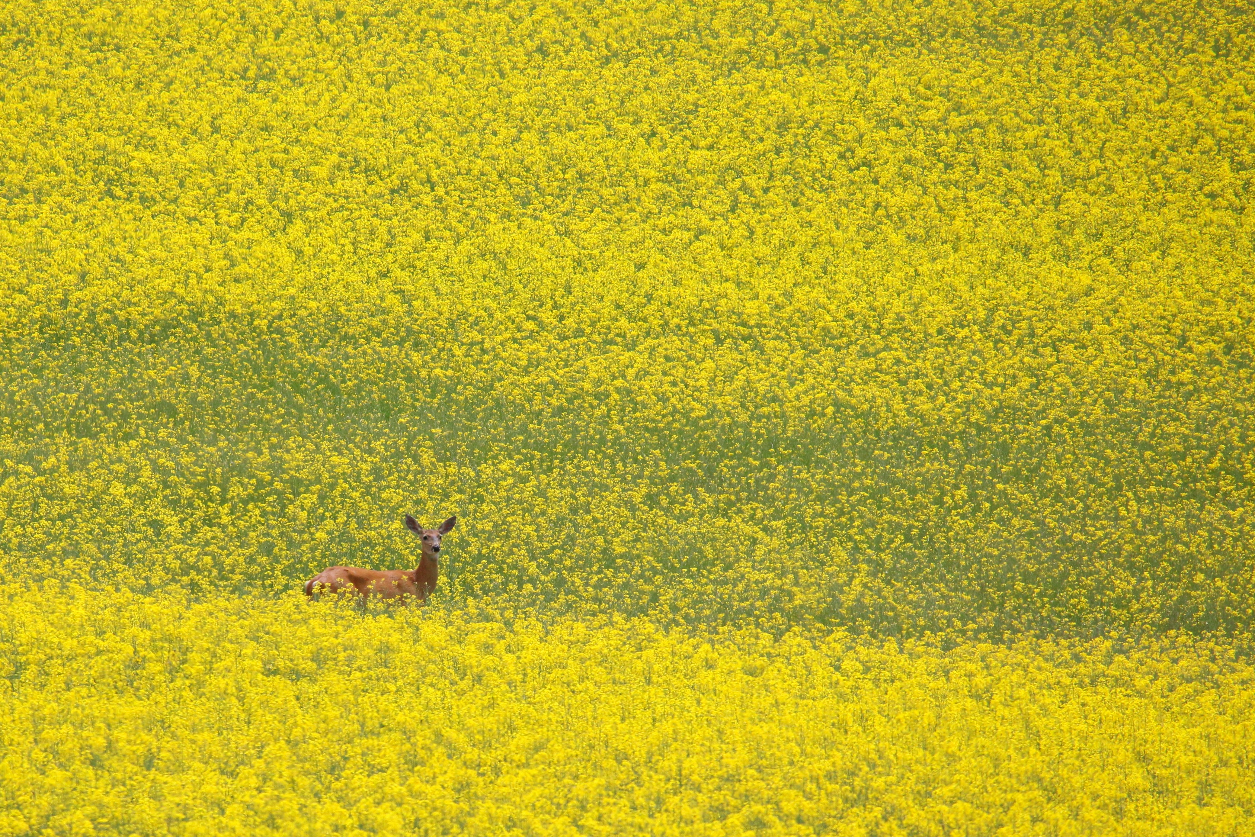 Golden Field Stag: A Deer Among a Sea of Canola