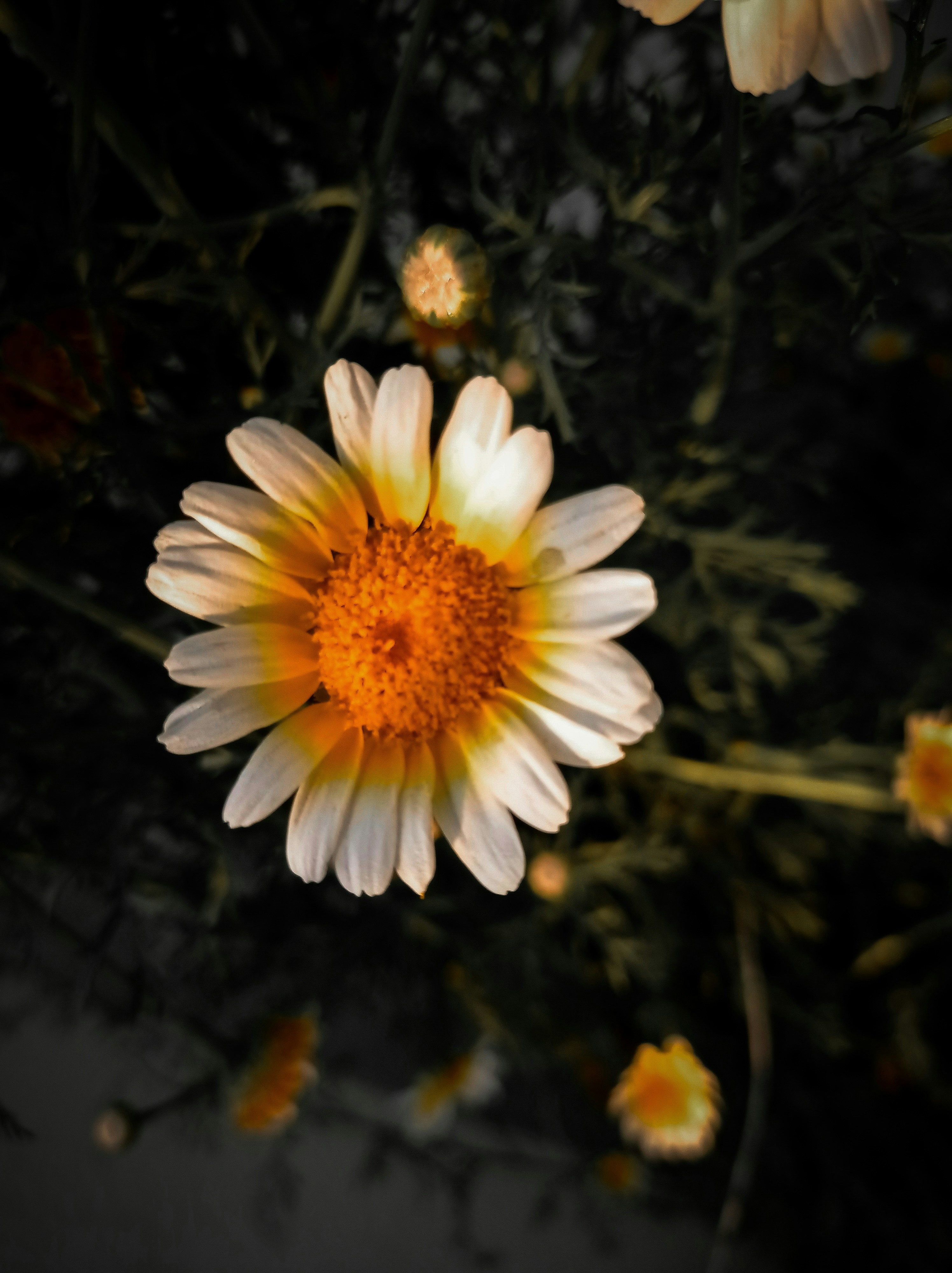 Pic Shala (@picshala) | Unsplash Photo Community