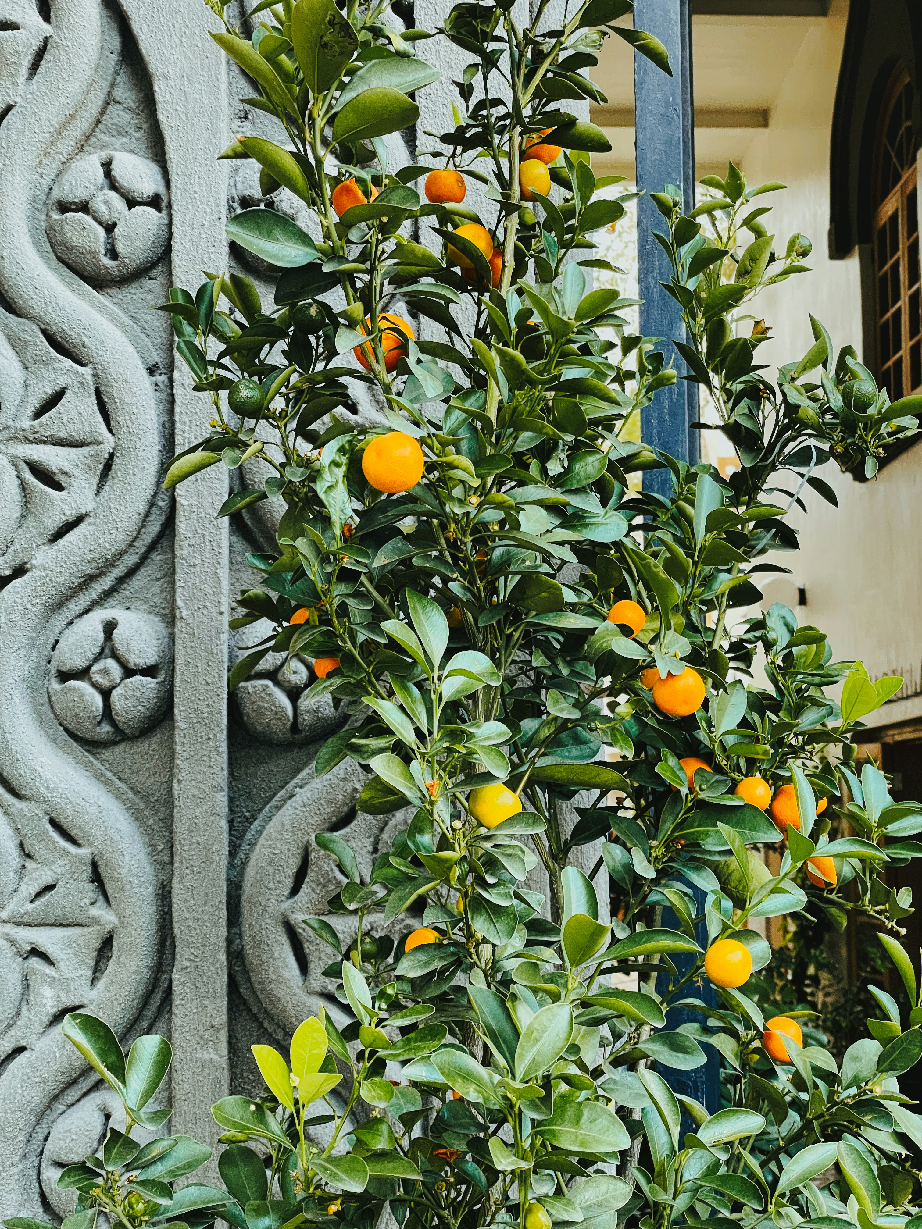 Orange Vines on a Carved Facade: A Quiet Balcony Orchard
