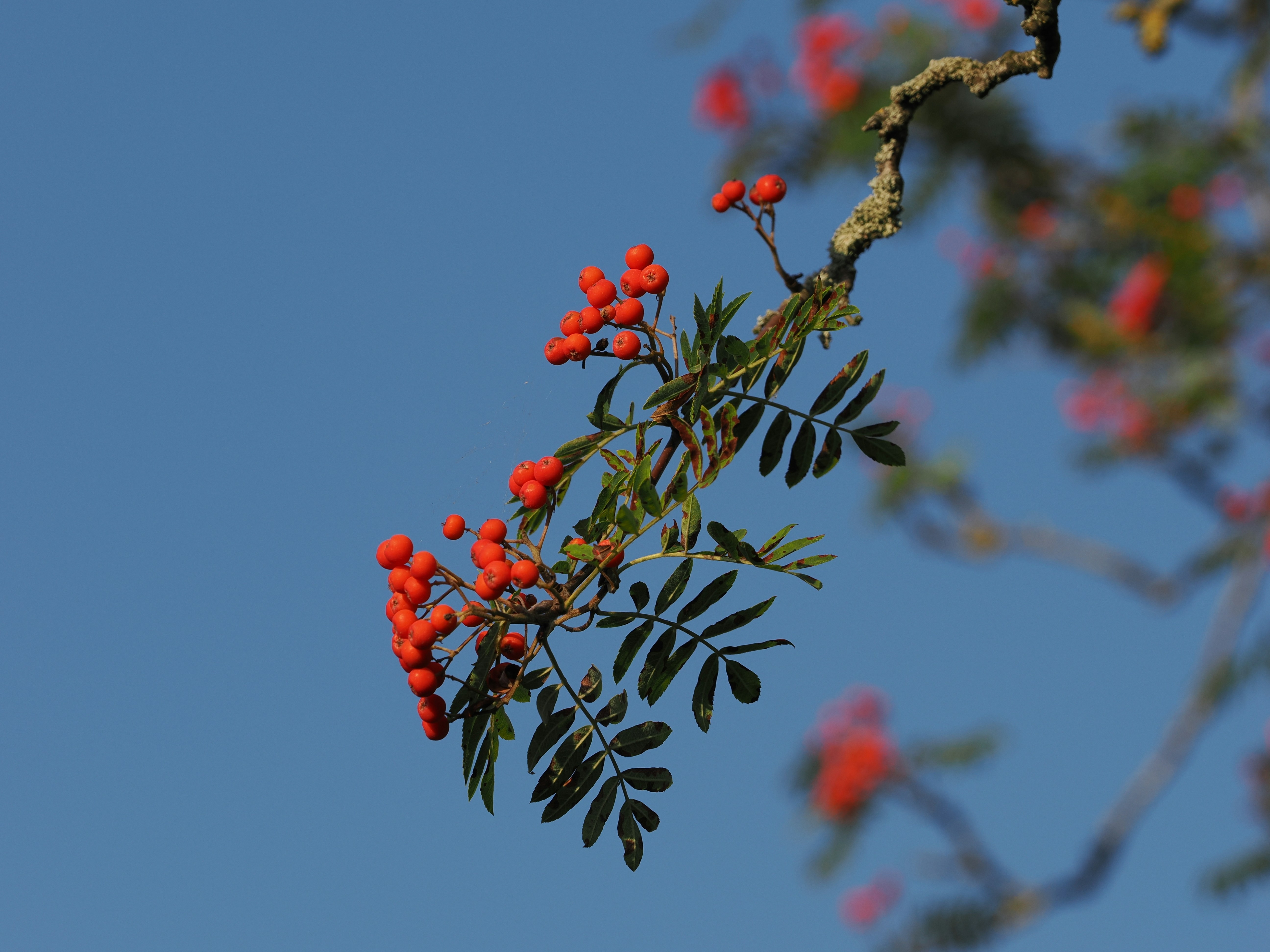 Bright evening Roman