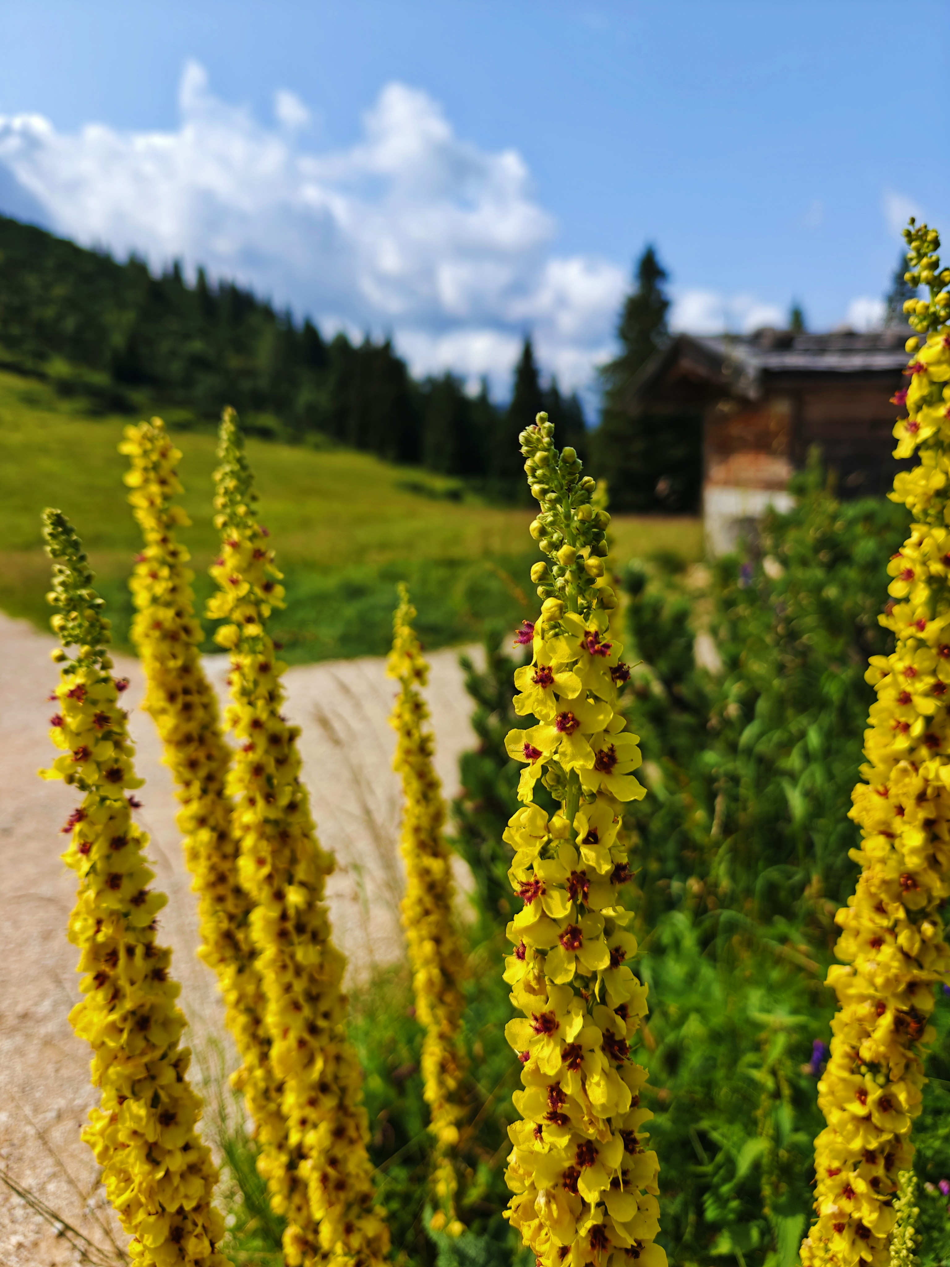 Photo by Soheil Jei with OnePlus 12