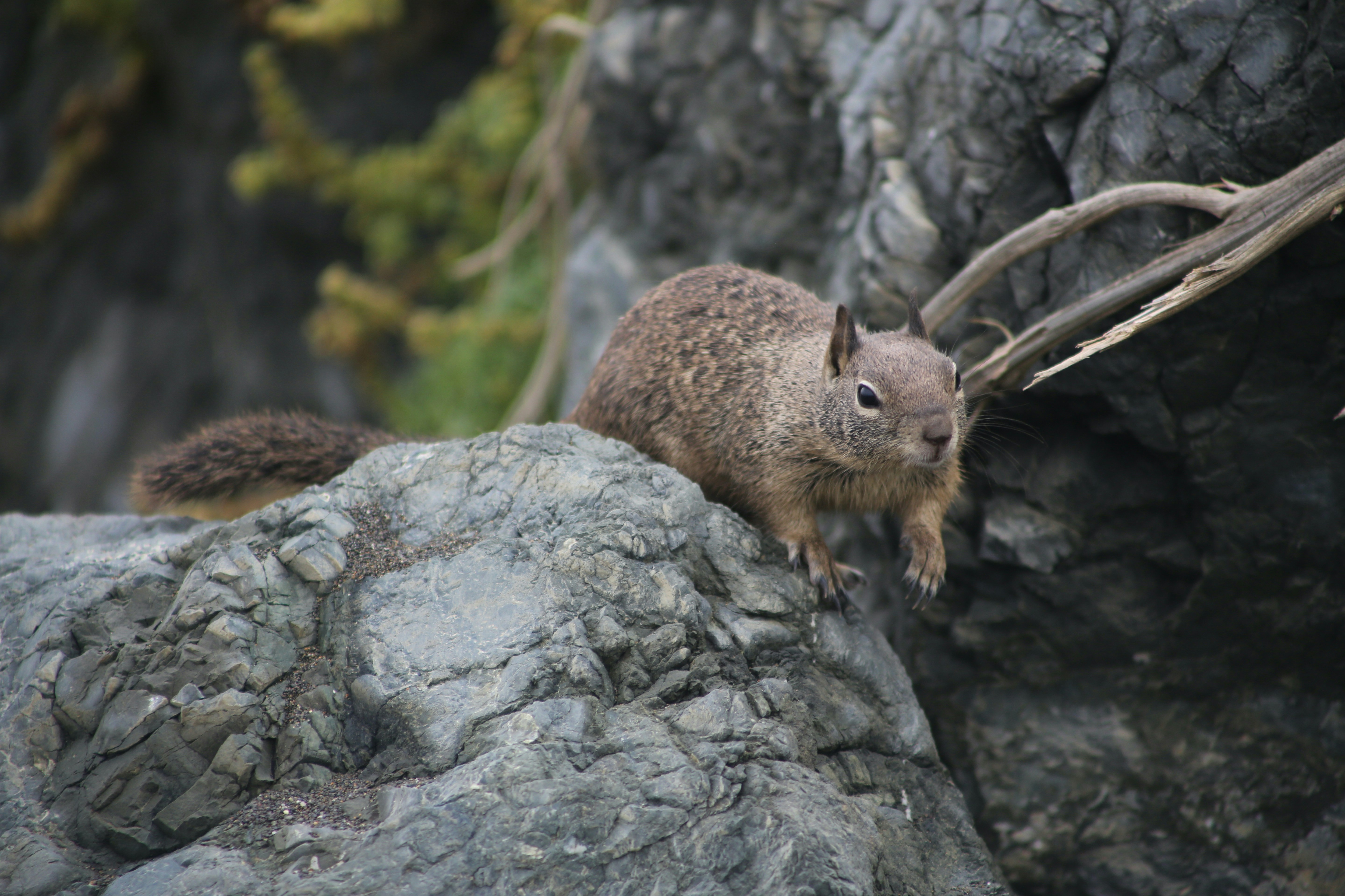 Rocky Bridge Courier: A Squirrel Pause on Timeworn Stone